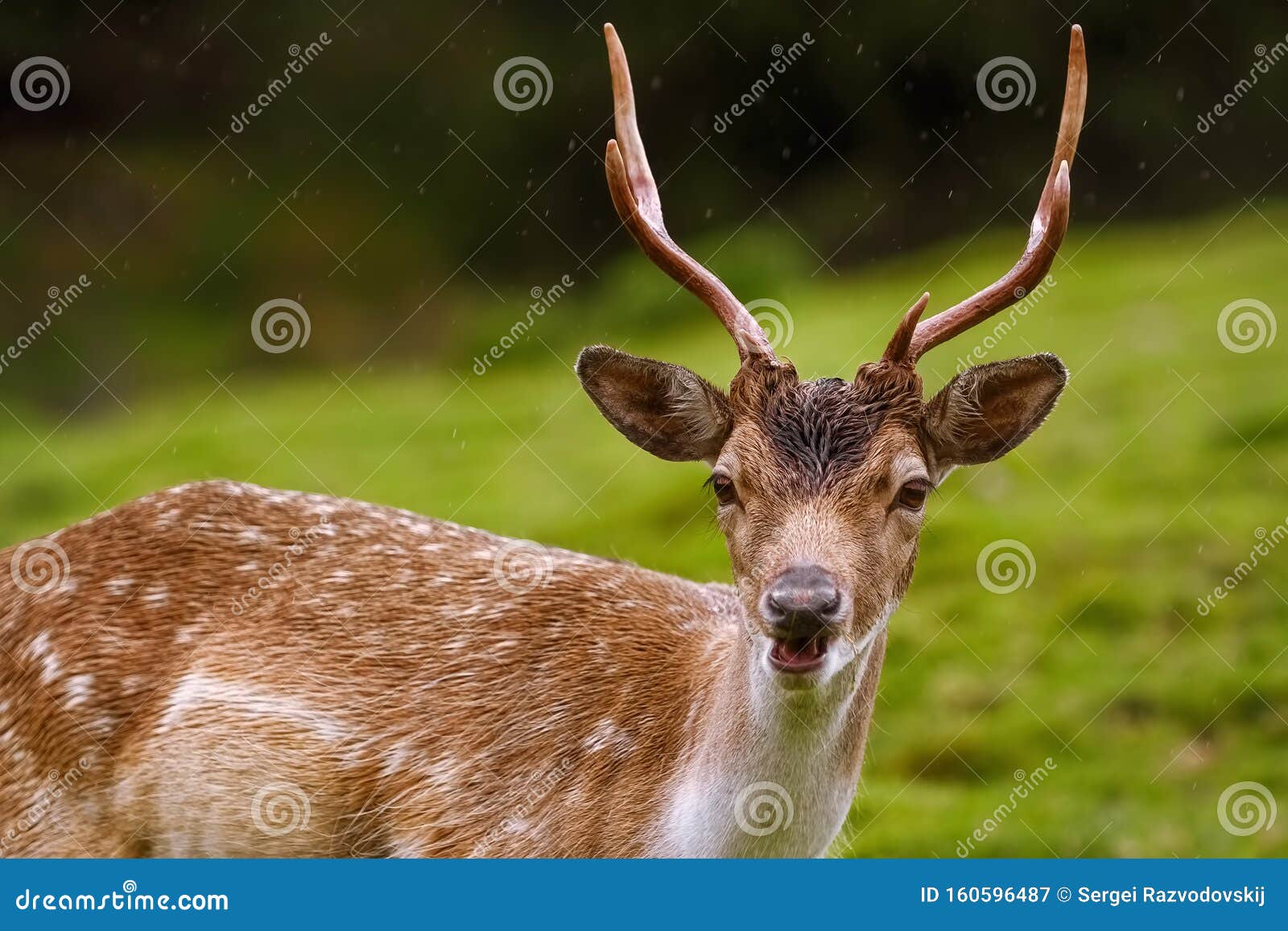 Deer on the Pasture stock image. Image of herbivore - 160596487