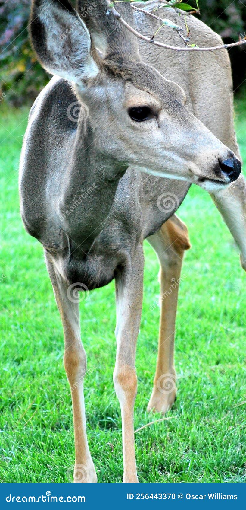 Portrait of a Deer Standing Alone Outside. Stock Photo - Image of grass ...