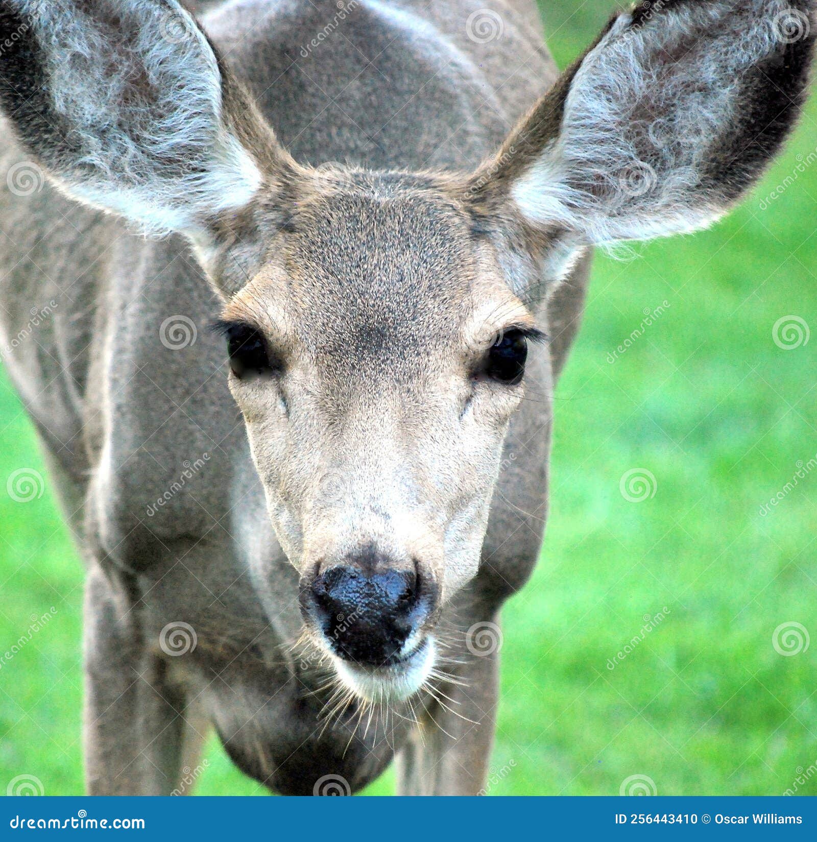 Portrait of a Deer Standing Alone Outside. Stock Photo - Image of ...