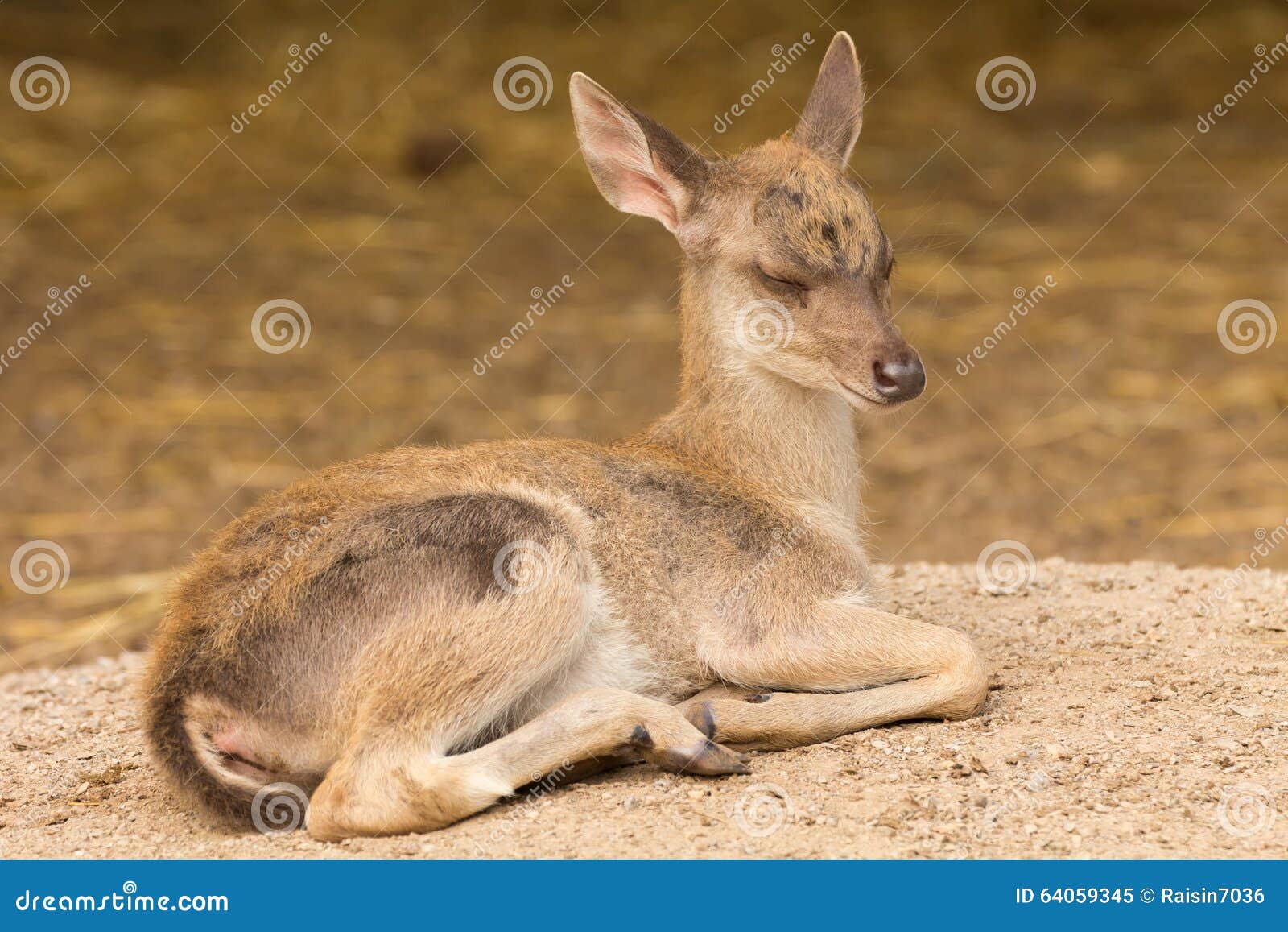 Portrait Of Roe Deer Doe Female In Summer Royalty-Free Stock Photo ...