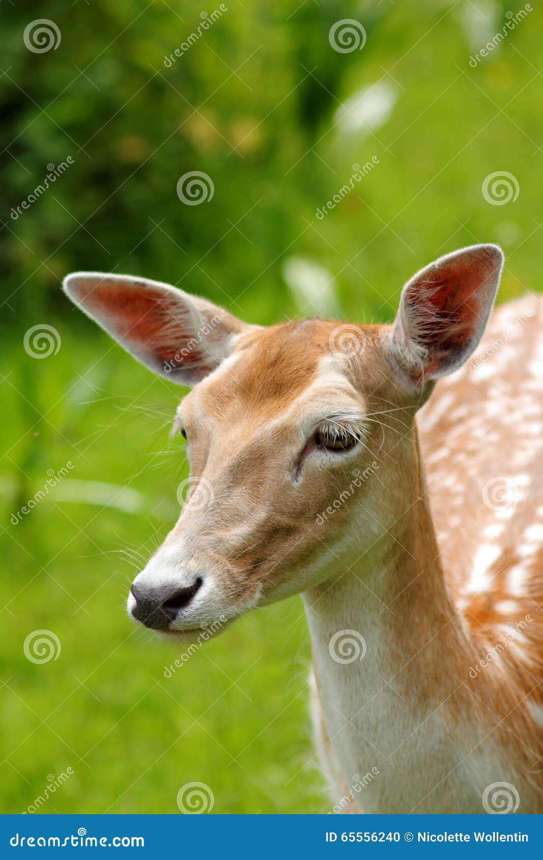 Portrait: Deer stock photo. Image of growing, buck, fauna - 65556240
