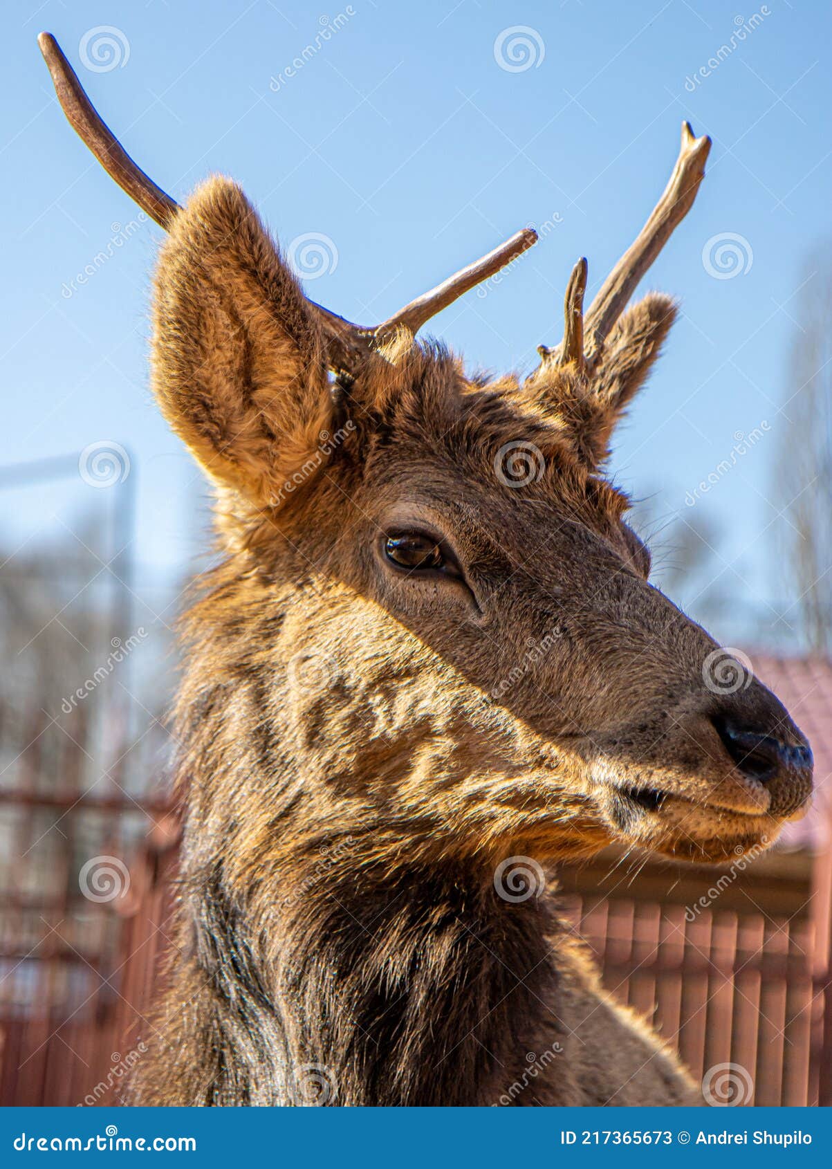 A Portrait of a Deer at the Zoo. Stock Image - Image of animal ...