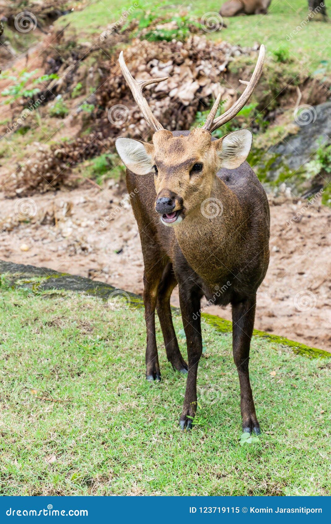 Portrait of deer in zoo. stock image. Image of antlers - 123719115