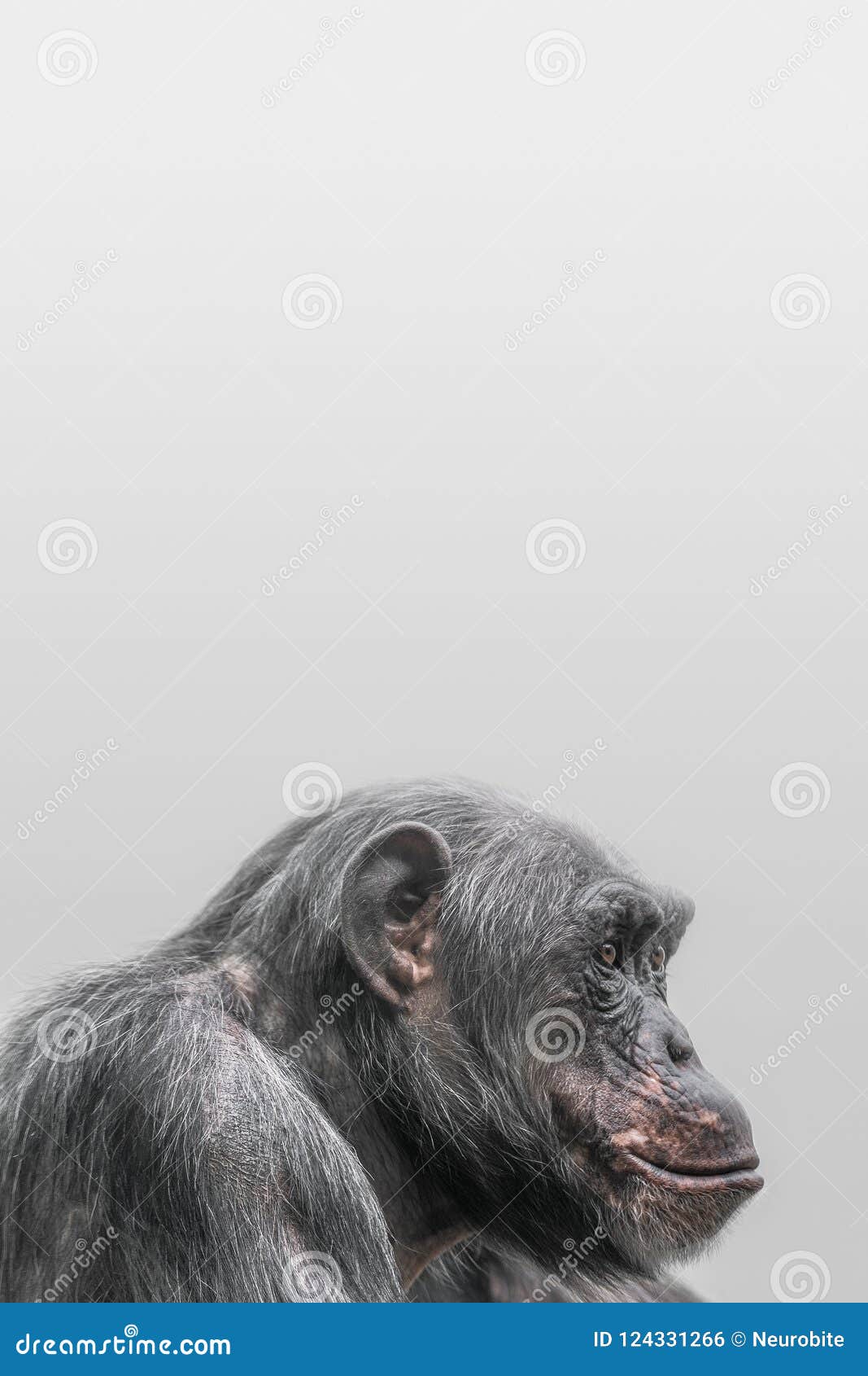 Portrait of Depressed Chimpanzee at Smooth Background Stock Photo ...