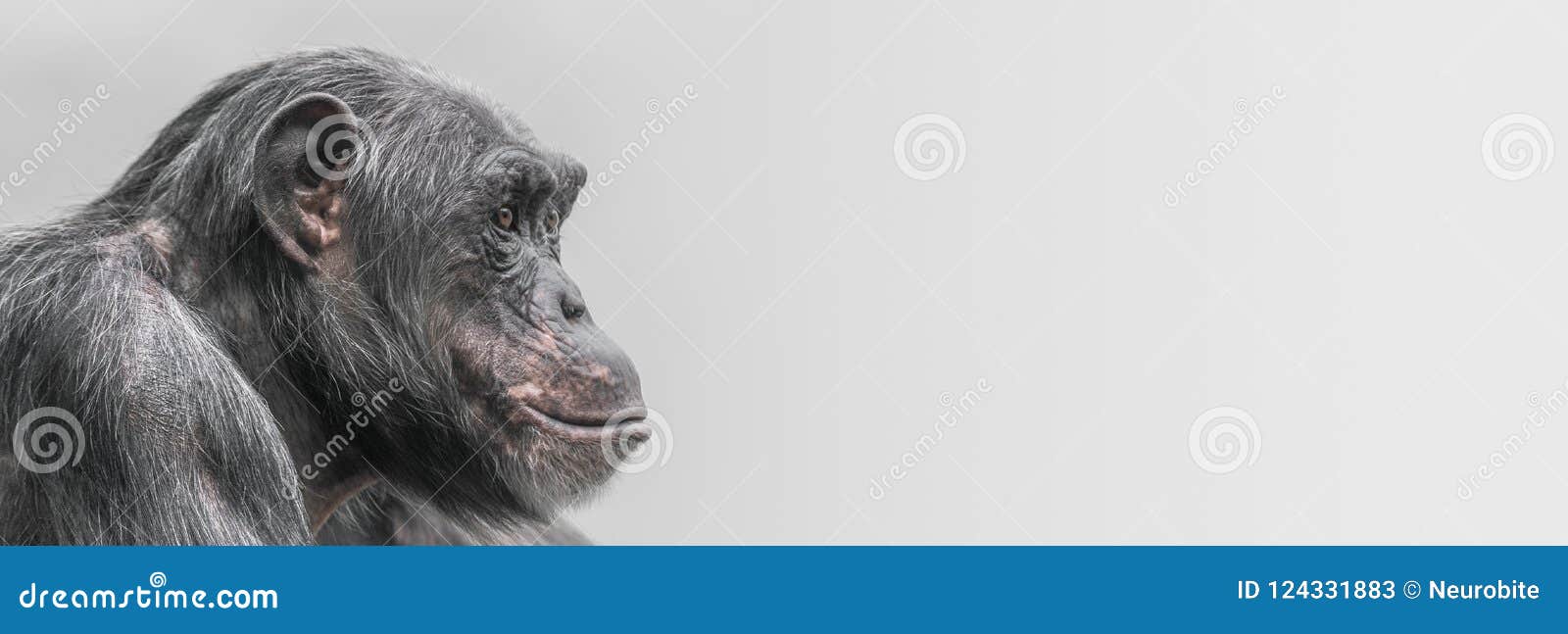 Portrait of Depressed Chimpanzee at Smooth Background Stock Image ...