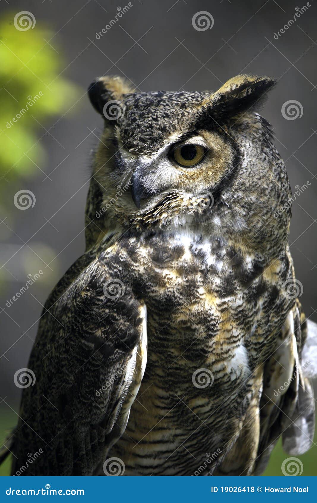 Portrait der Eule stockfoto. Bild von porträt, kopf, braun - 19026418