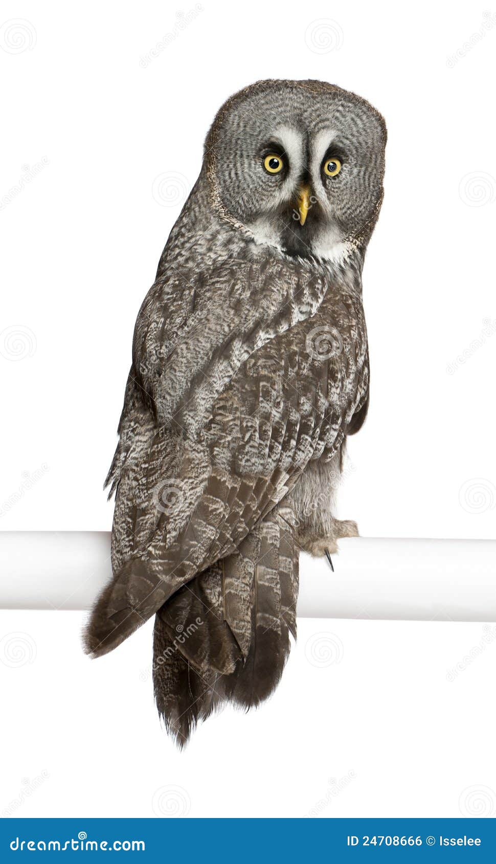 Portrait Der Großes Grau-Eule Oder Der Lappland-Eule Stockfoto - Bild ...