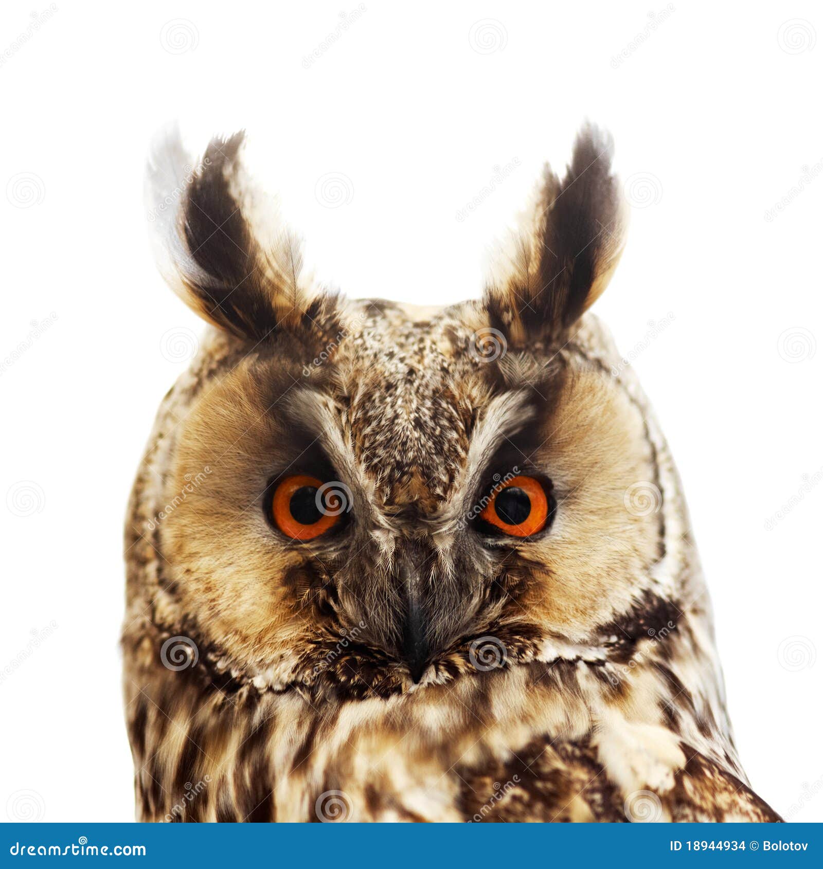 Portrait Der Long-eared Eule Stockfoto - Bild von opfer, schnabel: 18944934