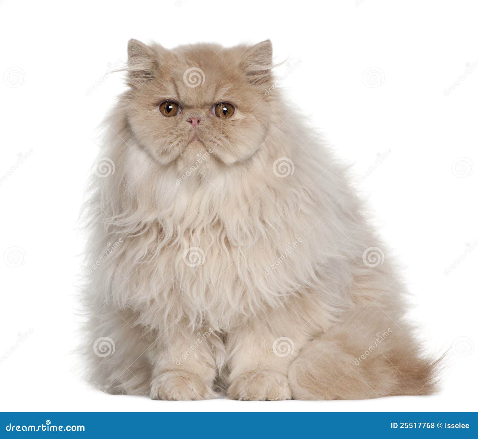 Portrait Der Persischen Katze, 5 Monate Alte, Sitzend Stockfoto - Bild ...