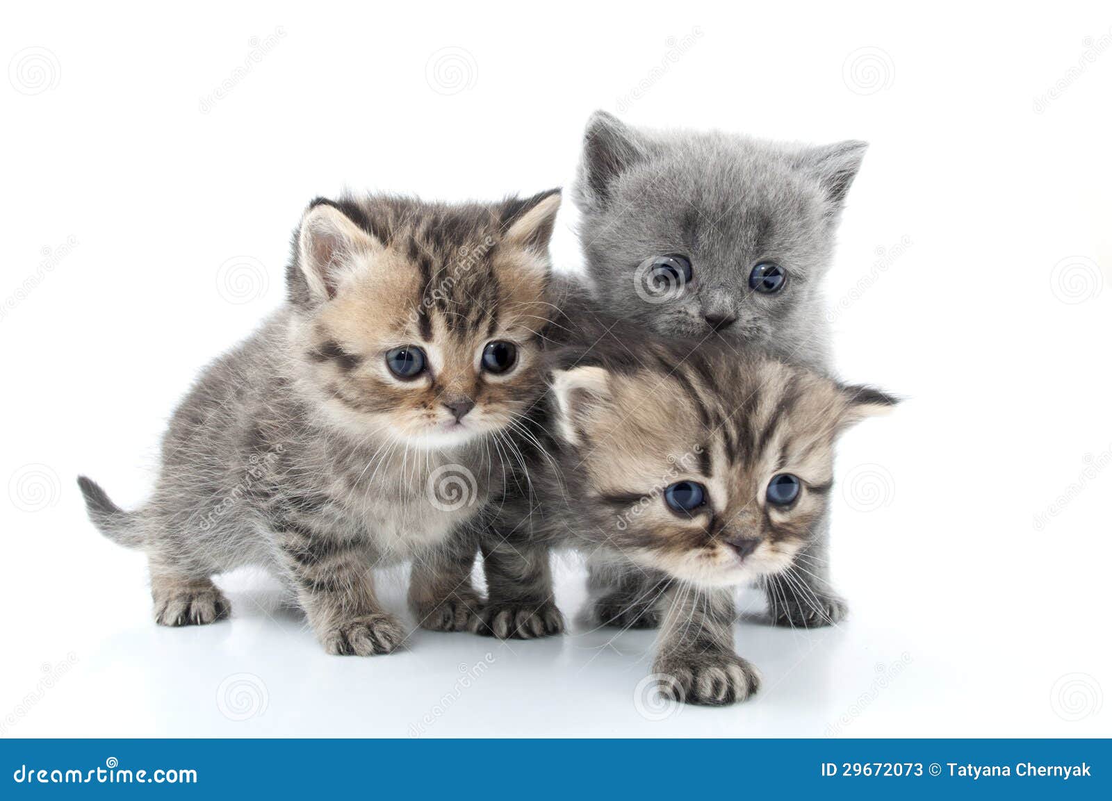Portrait Des Chatons Marchant Ensemble Image stock - Image du pelucheux ...