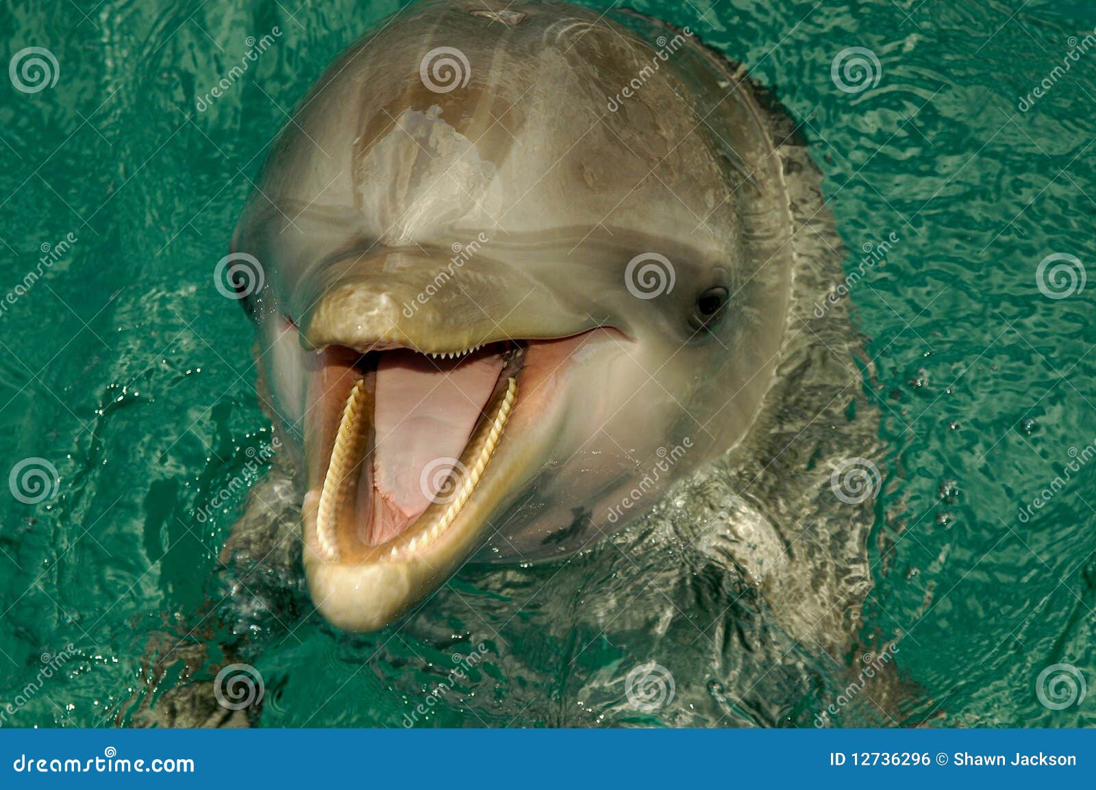 Portrait des Delphins stockfoto. Bild von einzeln, sonderkommandos ...