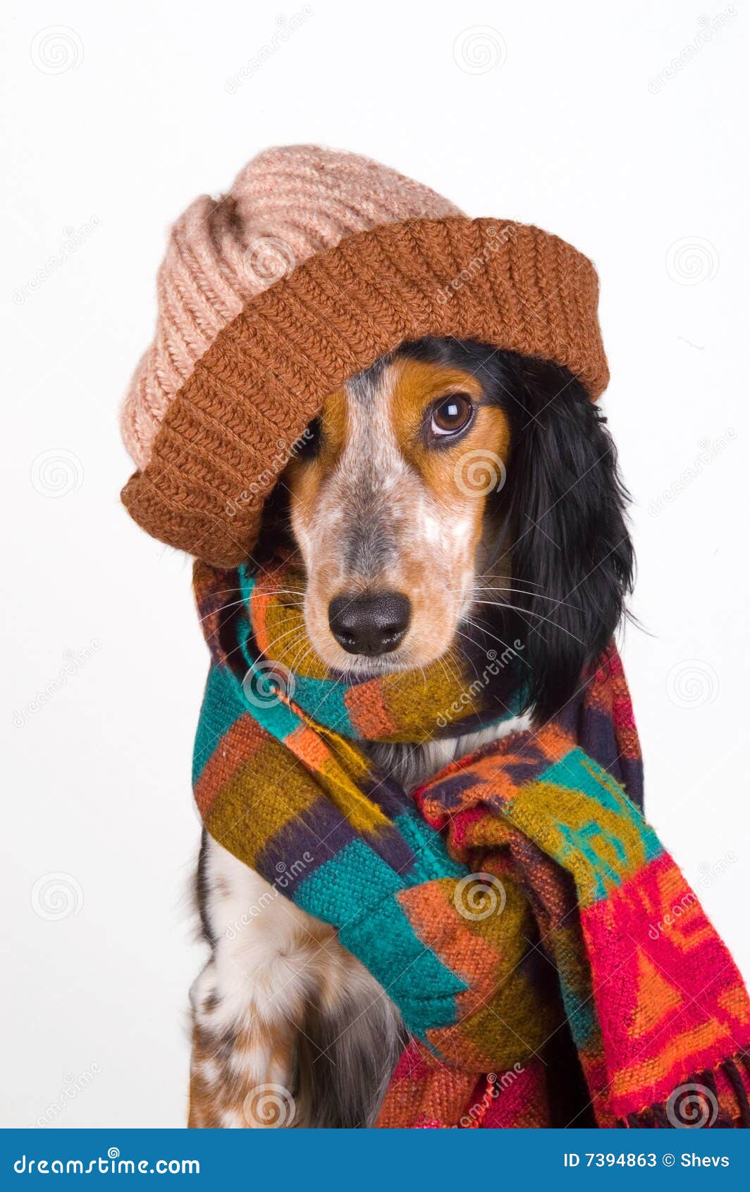 Portrait Des Netten Hundes Mit Hut Stockbild - Bild von positiv, schutz ...