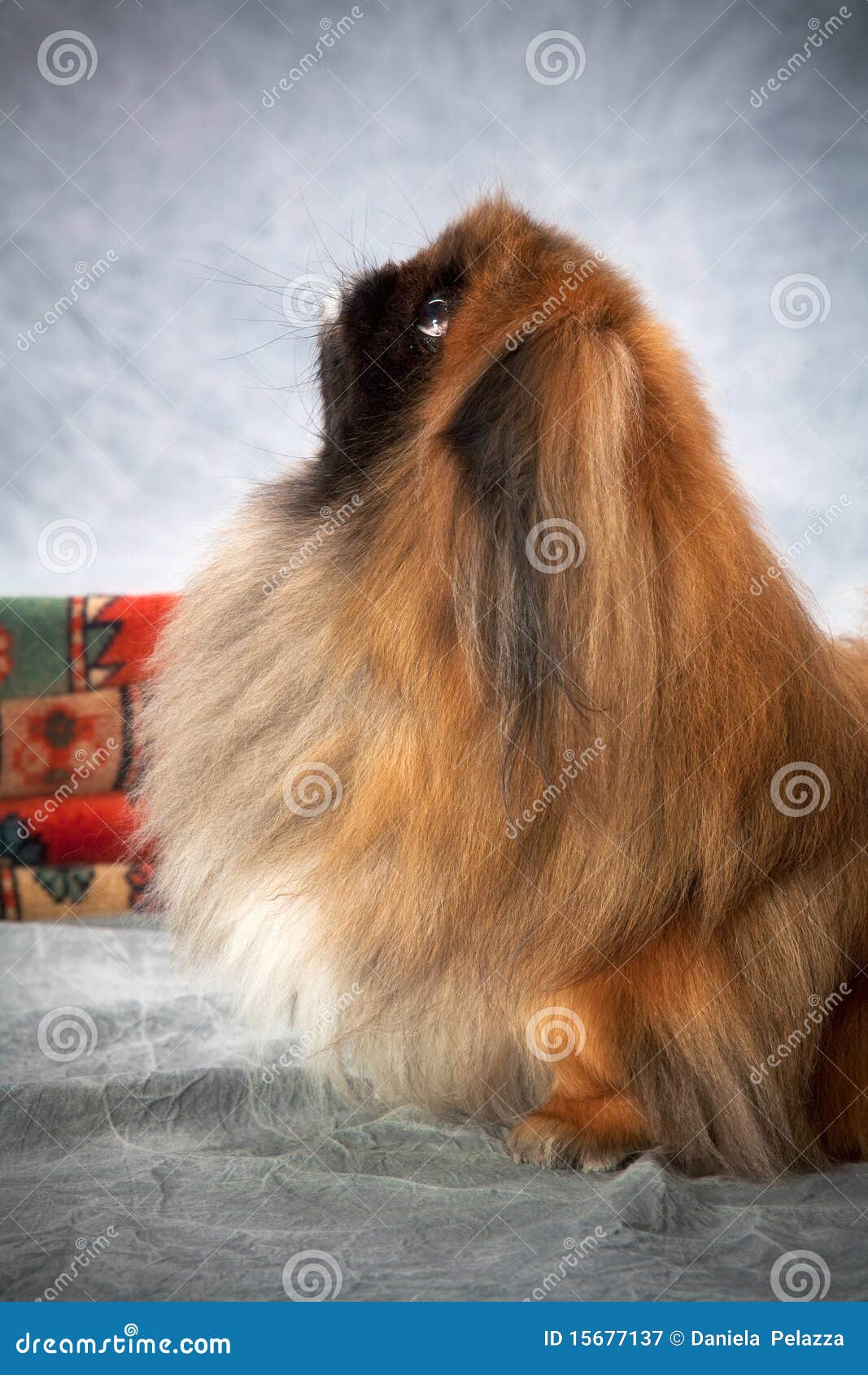Portrait Des Pekingese Hundes Stockbild - Bild von inländisch, auge ...