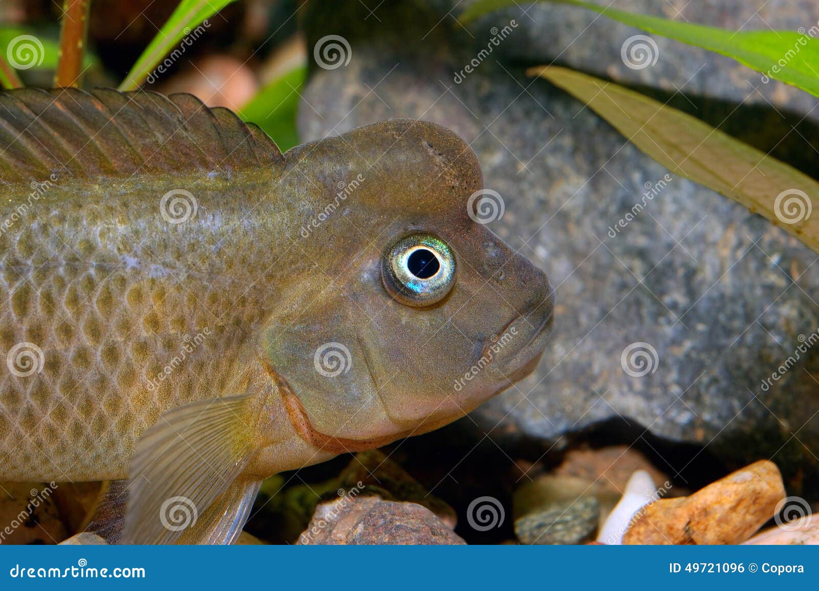 Portrait Des Poissons De Steatocranus Photo stock - Image du vert ...