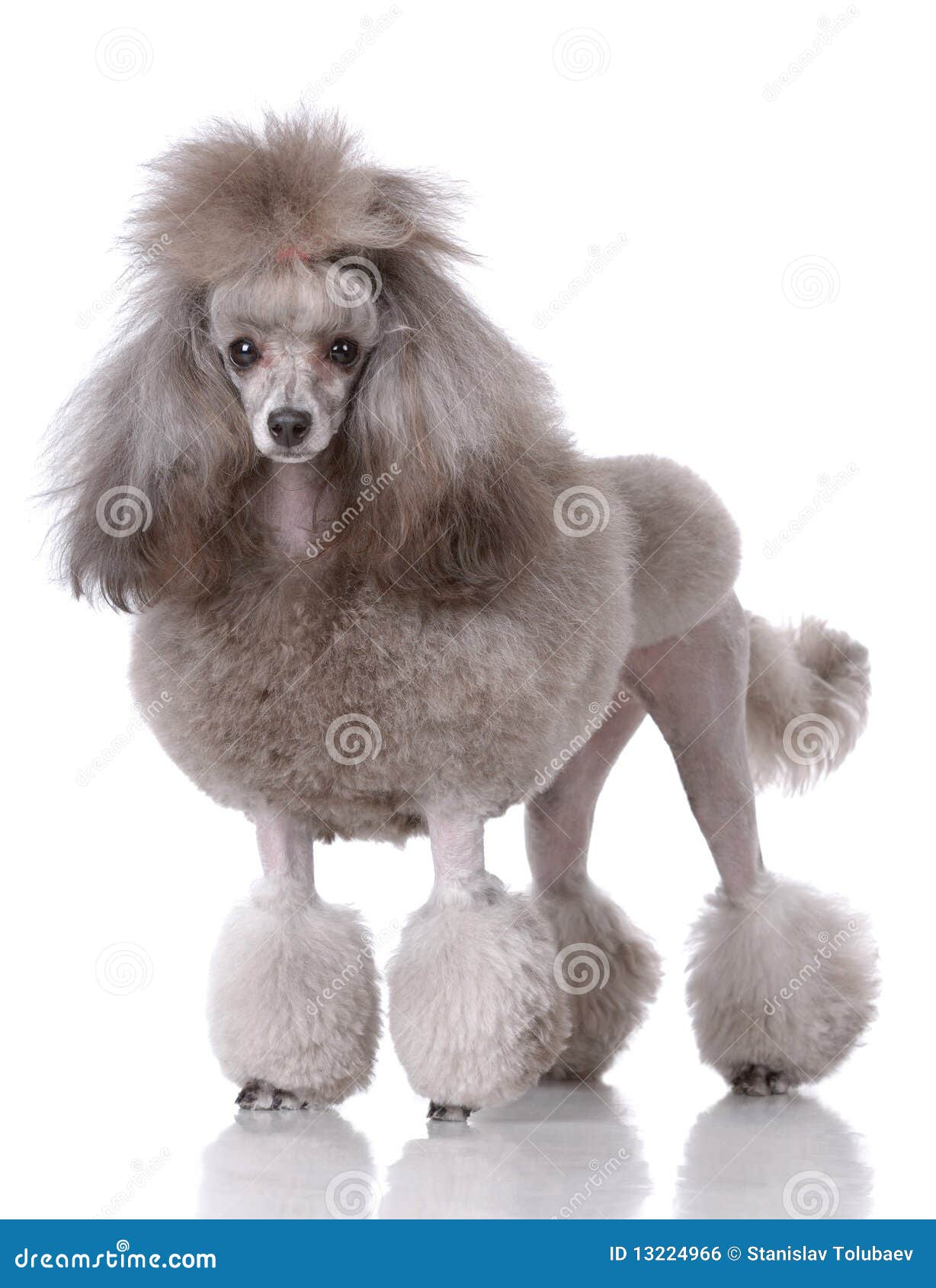 Portrait des Pudels stockfoto. Bild von haustier, haar - 13224966