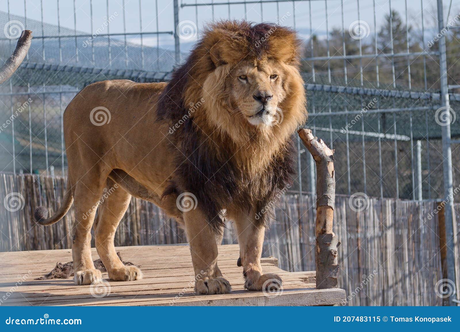 Portrait of a Desert Lion. stock image. Image of mane - 207483115