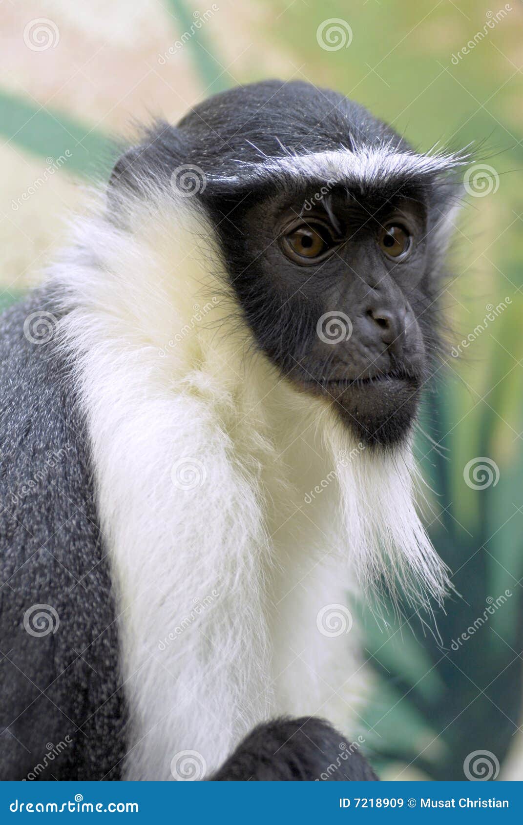 Portrait Diana monkey stock image. Image of africa, primate - 7218909
