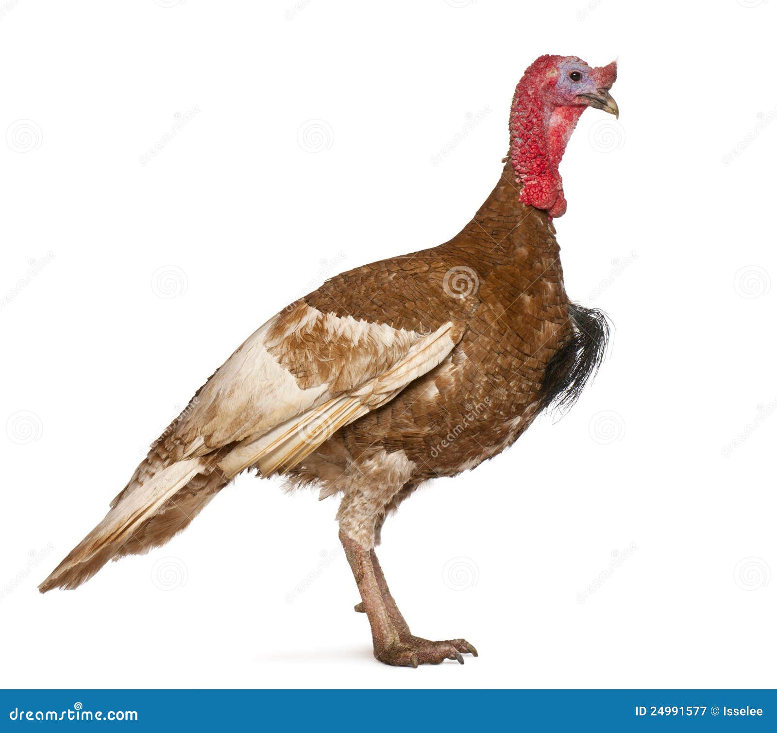 Portrait Of Dindon Rouge Des Ardennes Turkey Royalty-Free Stock ...