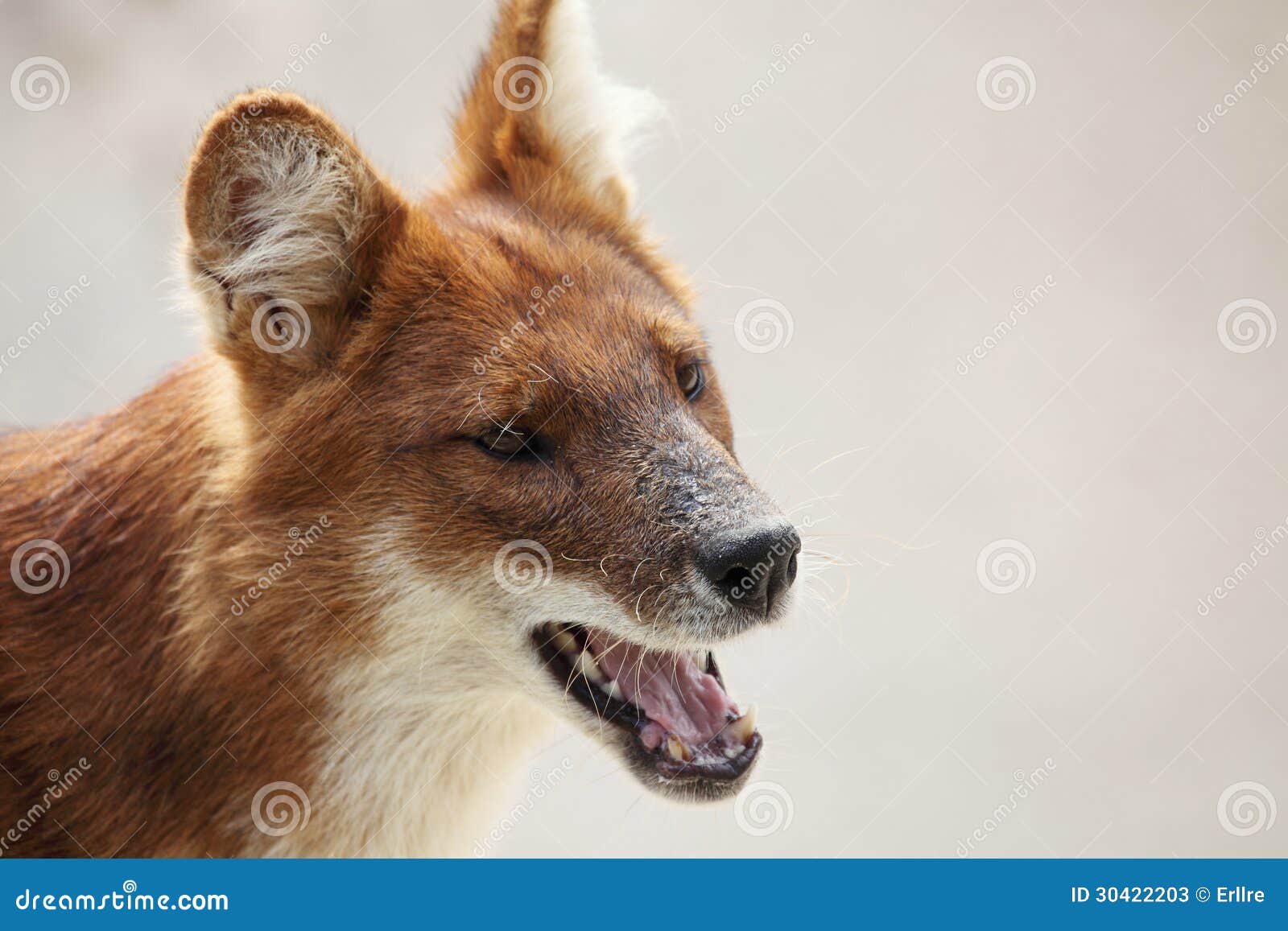 Portrait of a dingo stock image. Image of carnivore, animal - 30422203