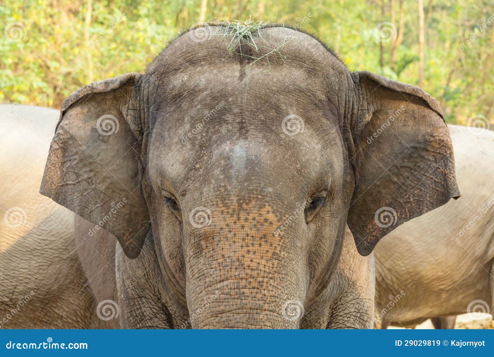 The Portrait of Direct Face Stock Image - Image of natural ...