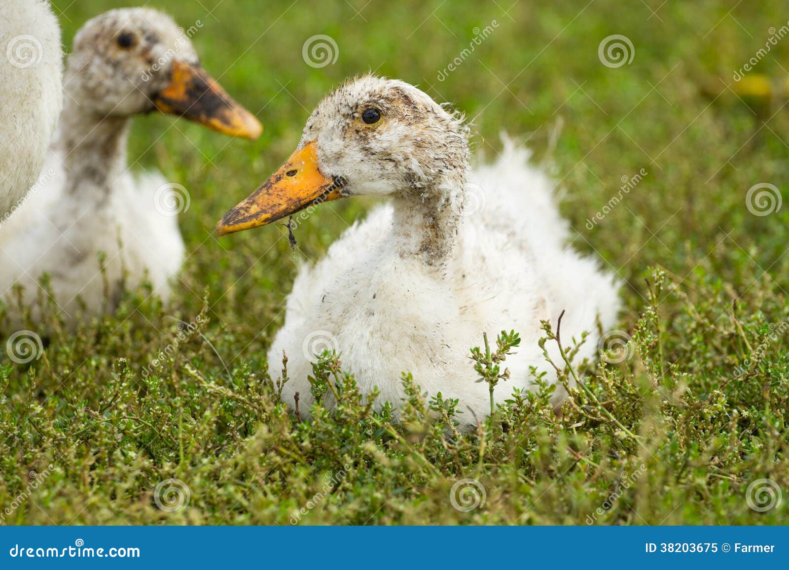 Portrait of dirty duck stock image. Image of autumn, meadow - 38203675