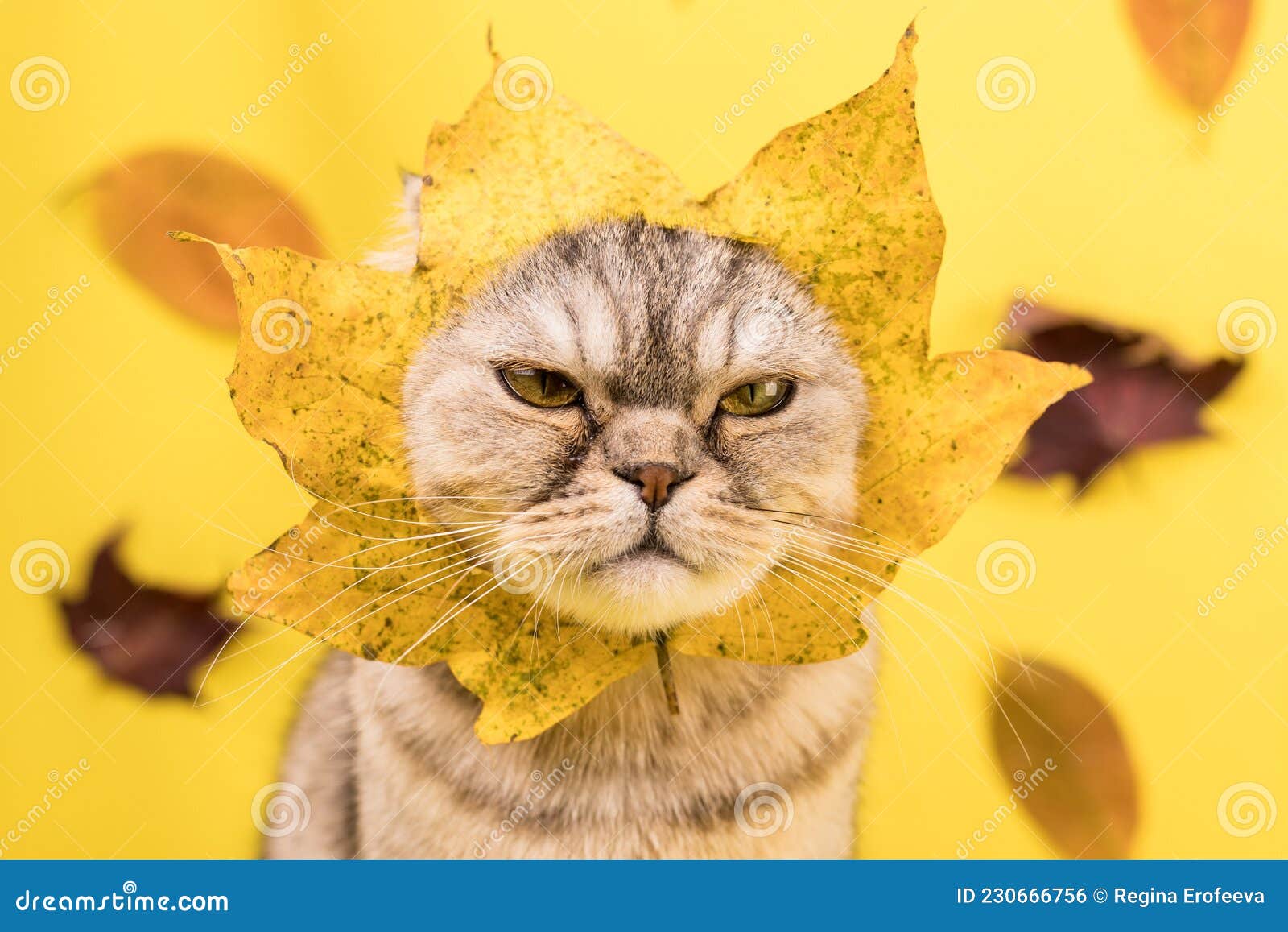 Disgruntled Cat with a Maple Leaf on Its Muzzle. Stock Photo - Image of ...