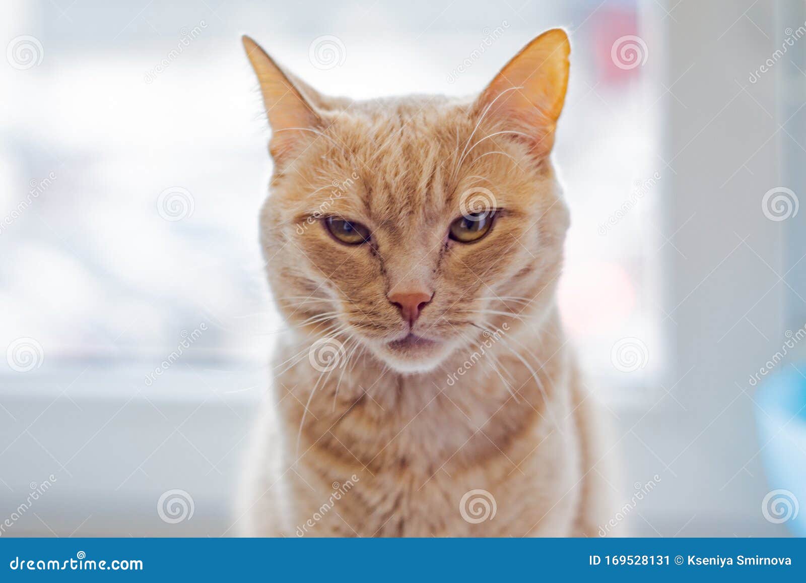 Portrait of a Displeased Cat Stock Image - Image of cheerful, funny ...
