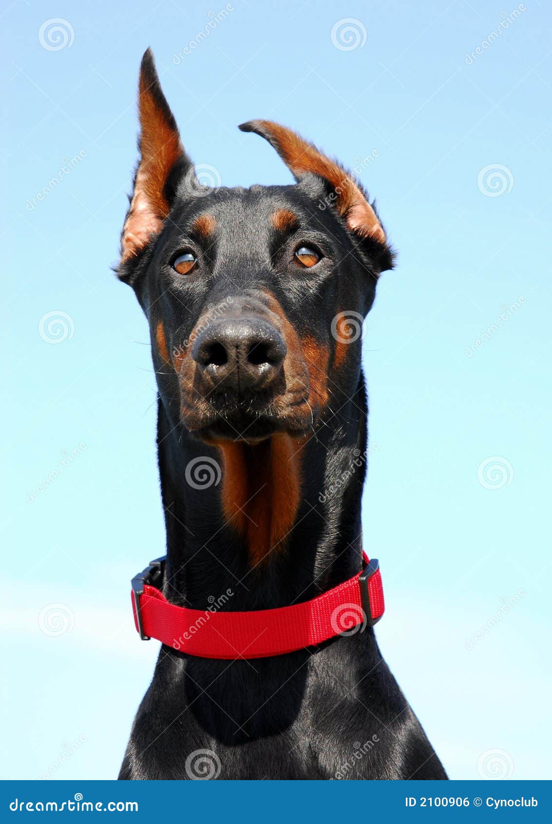 Portrait of Doberman stock photo. Image of german, dangerous - 2100906