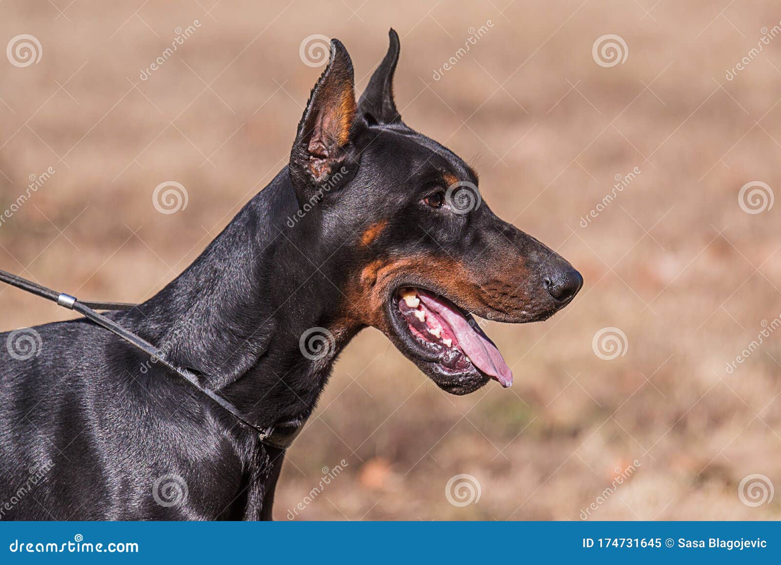 Portrait of Doberman stock image. Image of canine, friend - 174731645