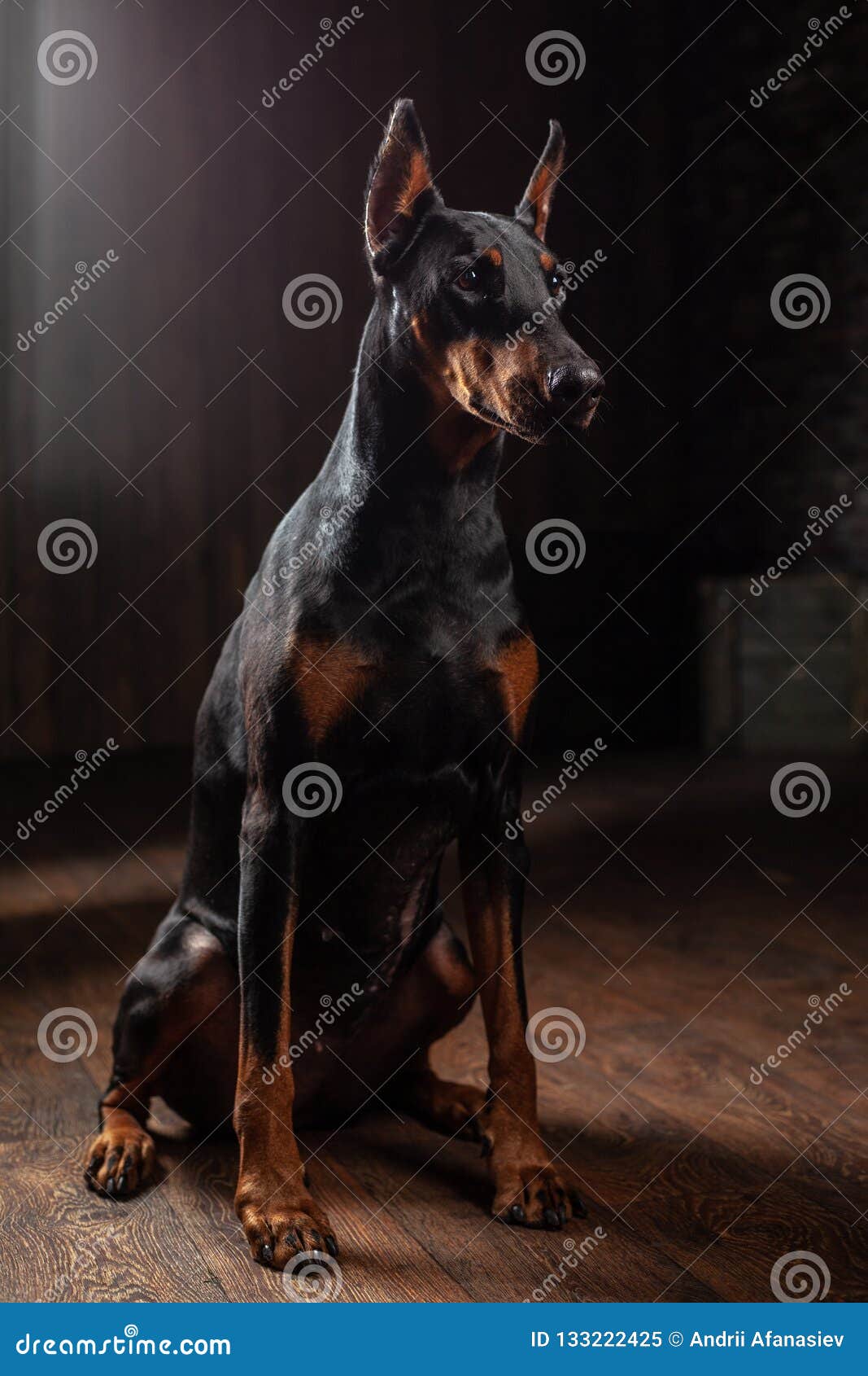 Portrait of Doberman on the Dark Background Stock Image - Image of ...