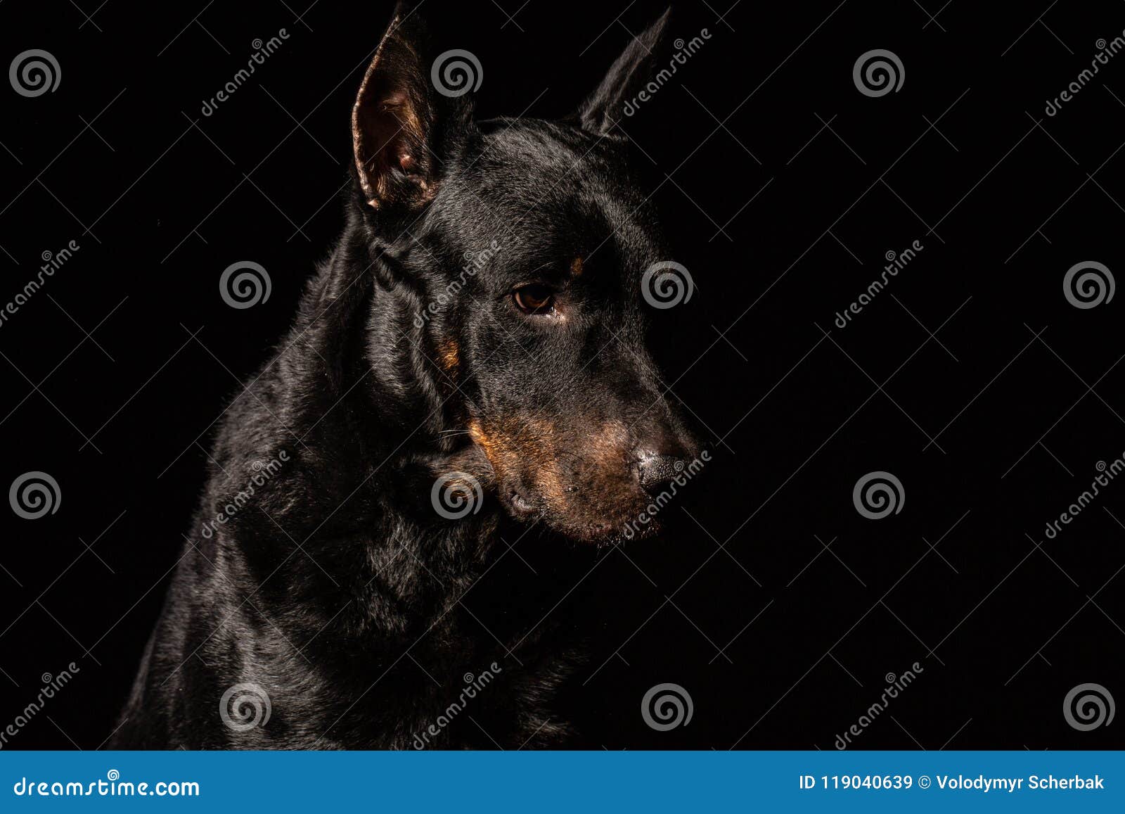 Doberman Pinscher Against Black Background Front View Stock Image ...