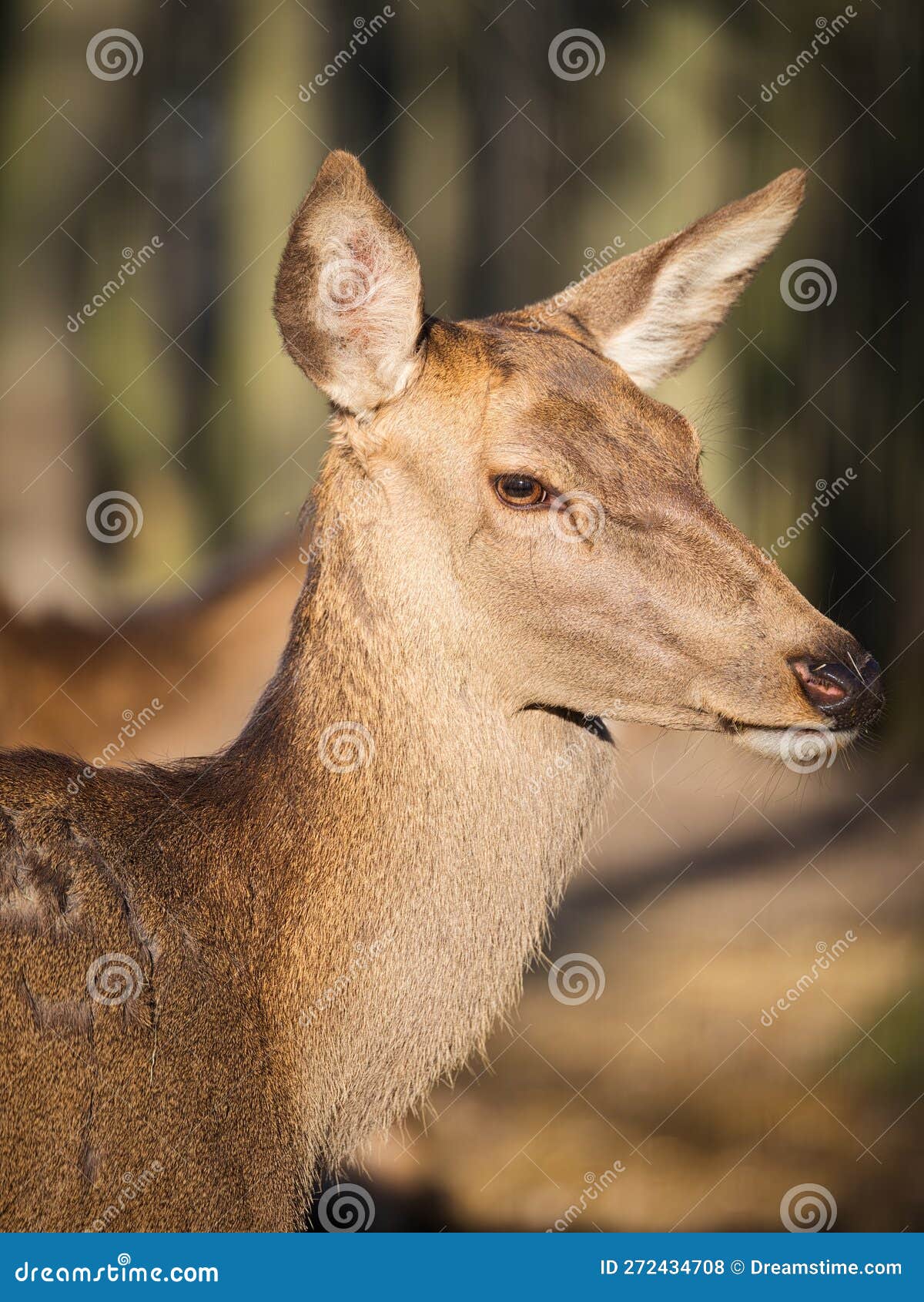Portrait of a Doe in the Forest Stock Photo - Image of closeup, mammal ...