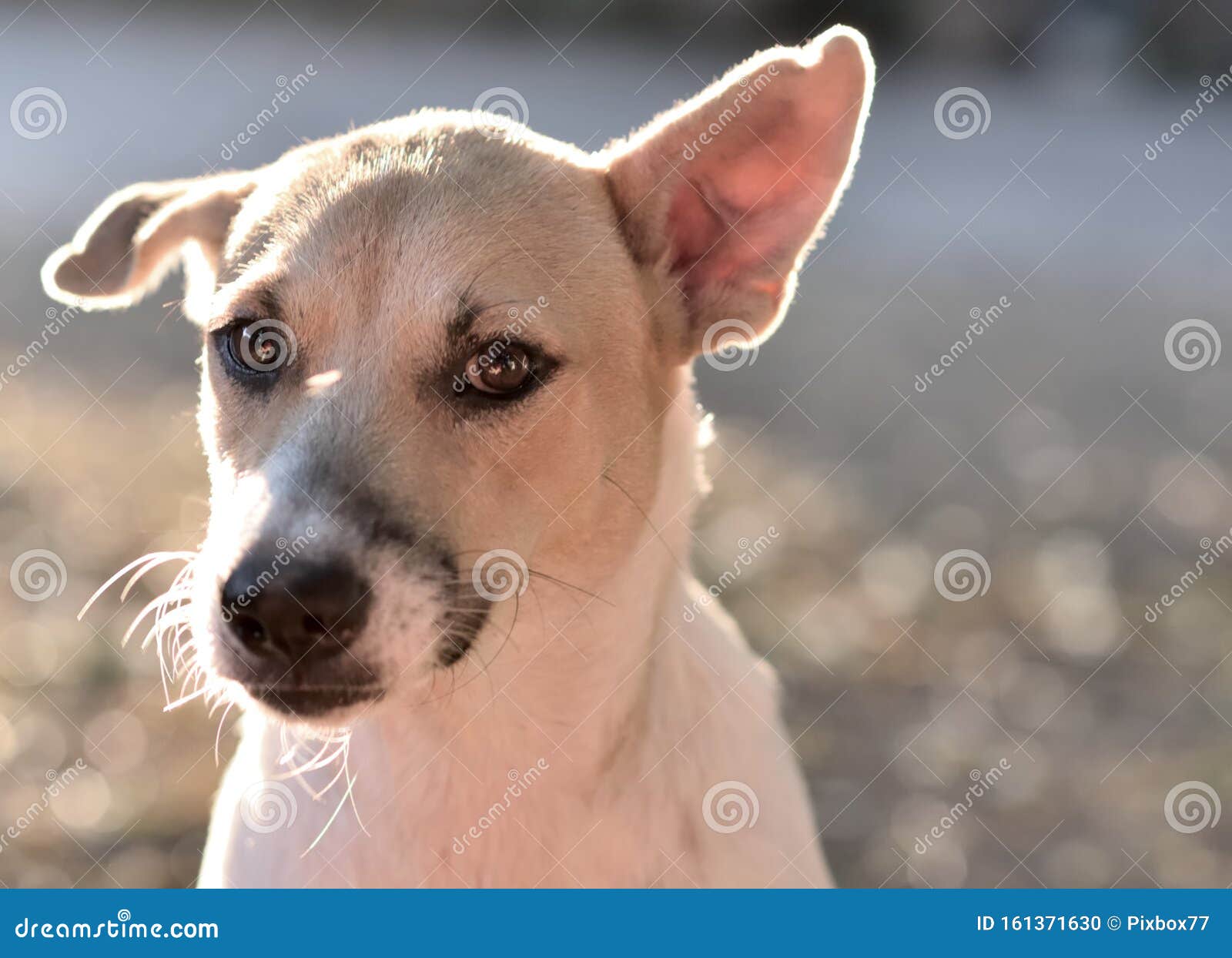 Portrait of Dog with Back Light Stock Photo - Image of copy, animal ...