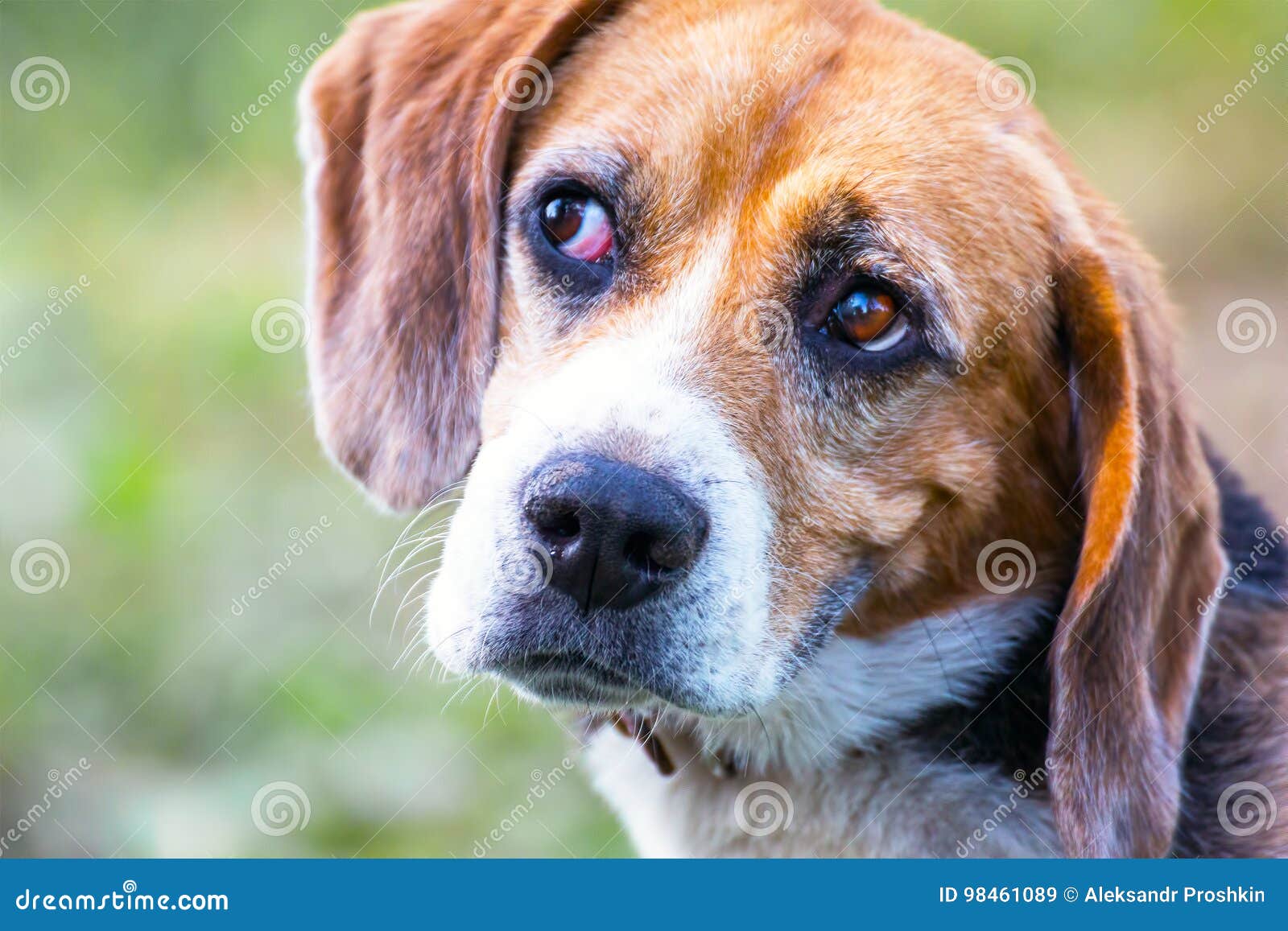 Portrait of a Dog of the Beagle Stock Image - Image of beautiful, breed ...