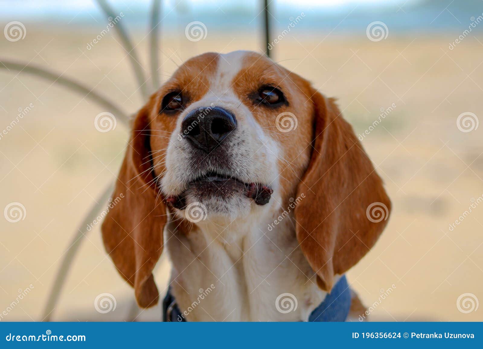 Portrait of a Dog. Beautiful Beagle Boy Stock Photo - Image of friend ...