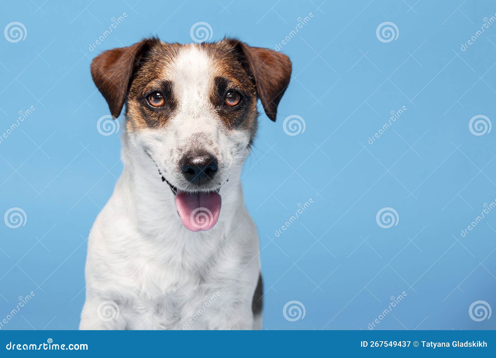 Portrait of a Dog on a Blue Background Stock Image - Image of copy ...