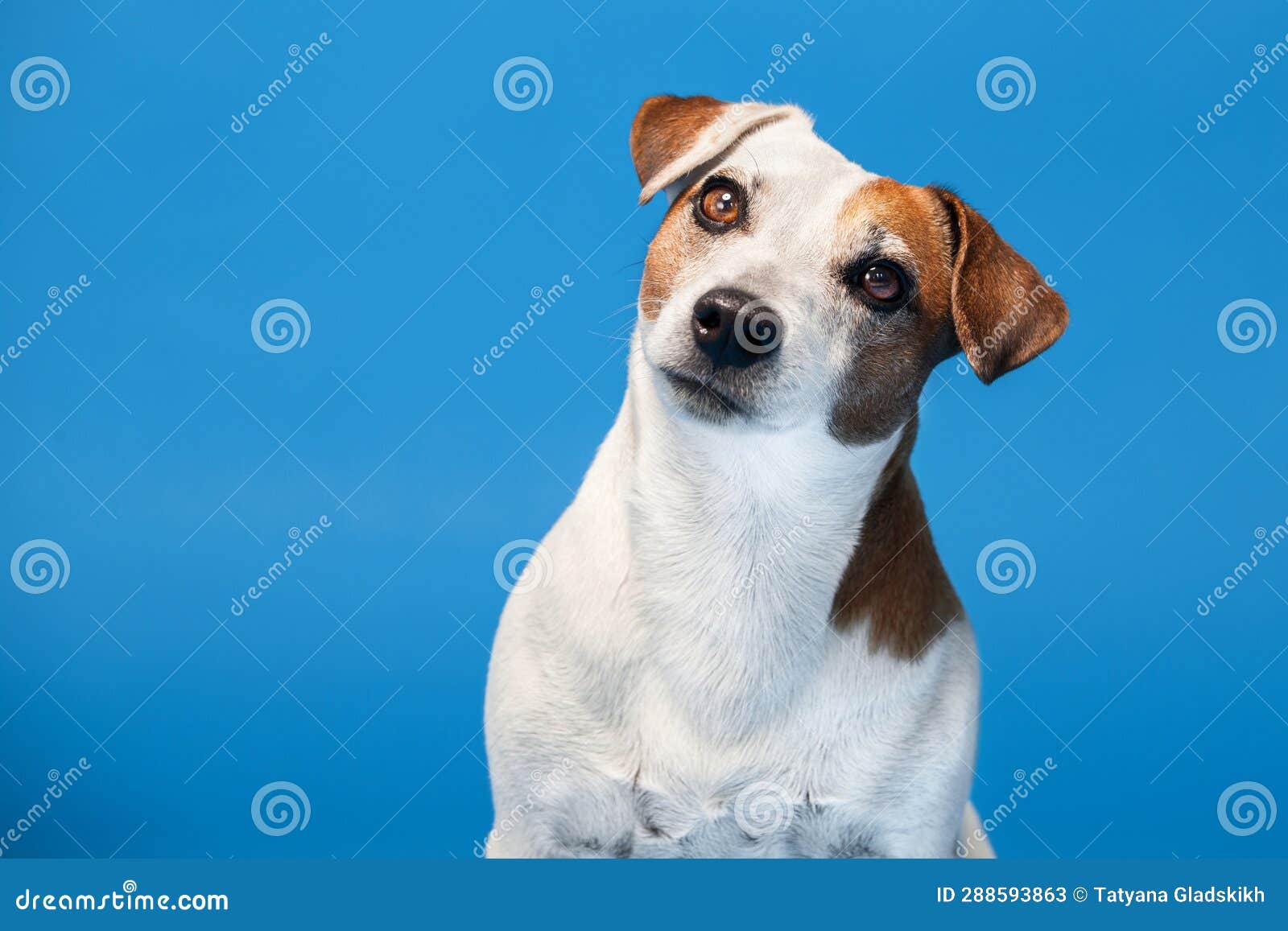 Portrait of a Dog on a Blue Background Stock Image - Image of adorable ...