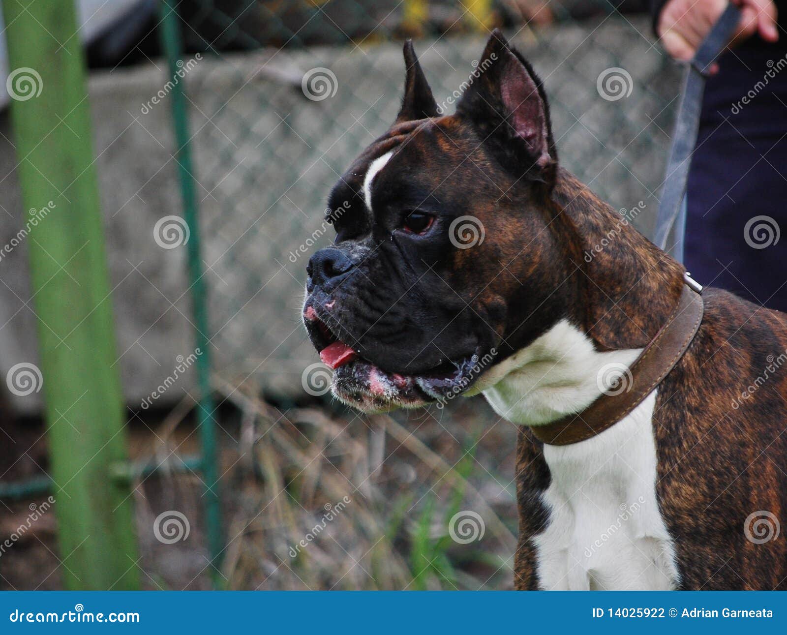 Portrait of Dog Boxer stock photo. Image of portrait - 14025922