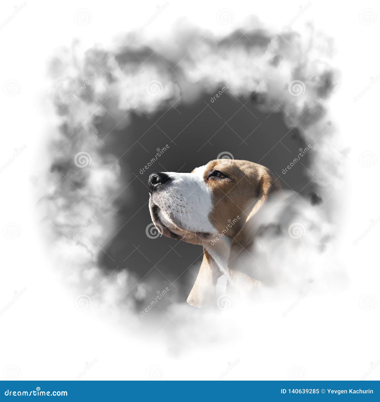 Portrait dog breed beagle stock illustration. Illustration of burnout ...