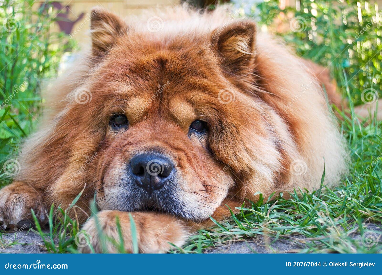 Portrait of a Dog Breed Chow-chow Stock Photo - Image of head, reddish ...
