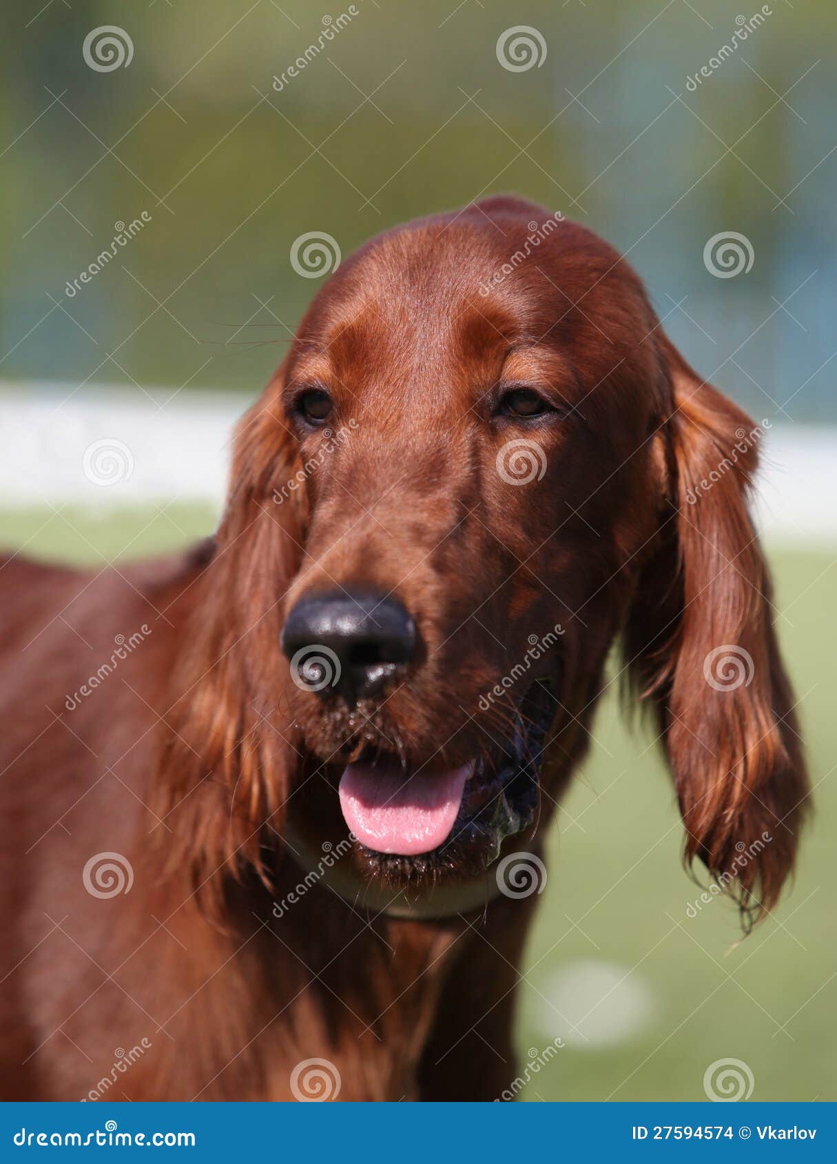 Portrait of the Dog Breed Irish Setter Stock Photo - Image of sweet ...