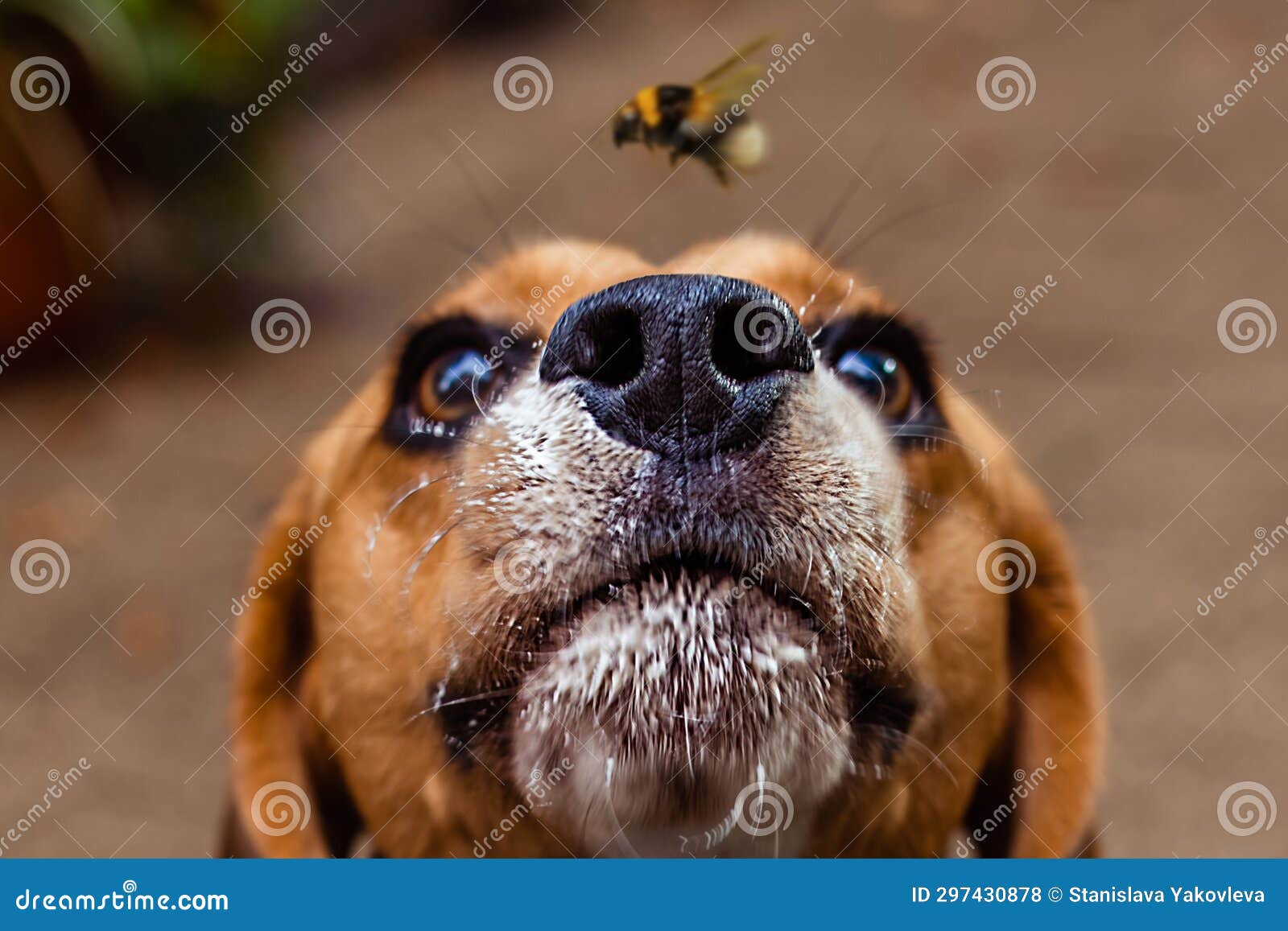 Portrait Of A Bumblebee On A Sunflower. Stock Image | CartoonDealer.com ...