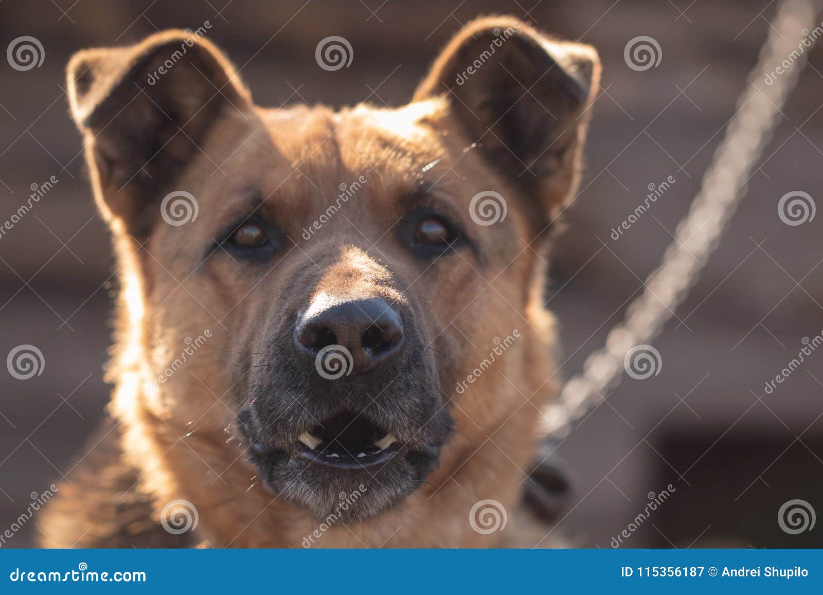 Portrait of a Dog on a Chain Stock Image - Image of shepherd, chained ...