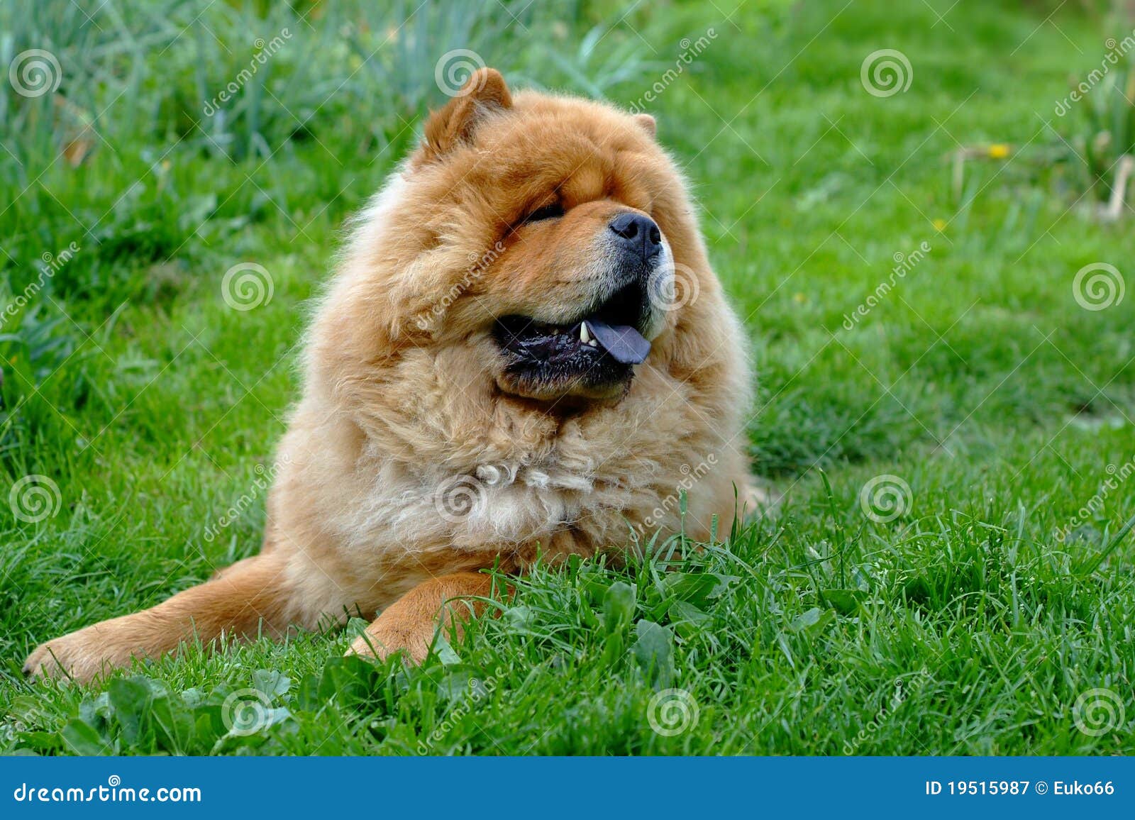 Portrait Of Dog Chow-chow Dina On Nature Background Royalty-Free Stock ...