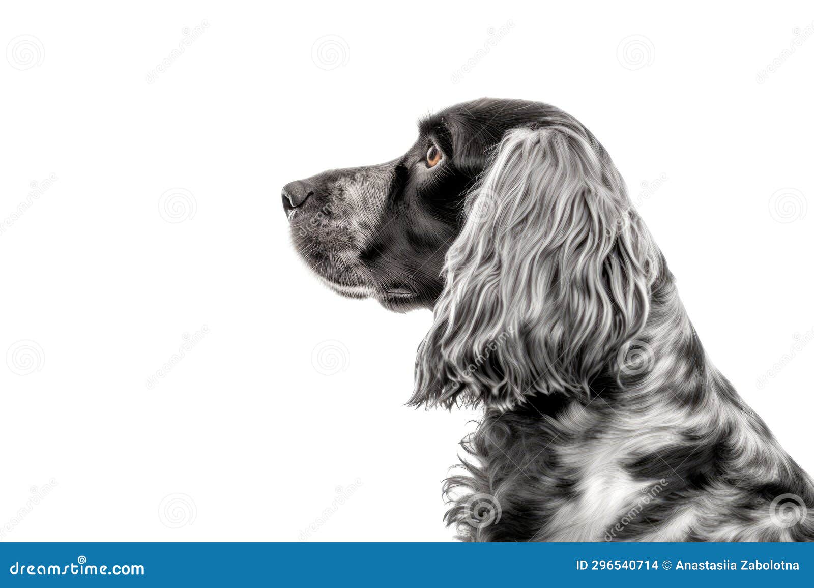 Portrait of Dog Cocker Spaniel in Profile on White Background. Empty ...