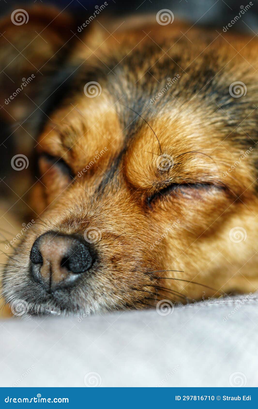 Portrait of a Dog in a Deep Sleep, Dreaming Stock Photo - Image of deep ...
