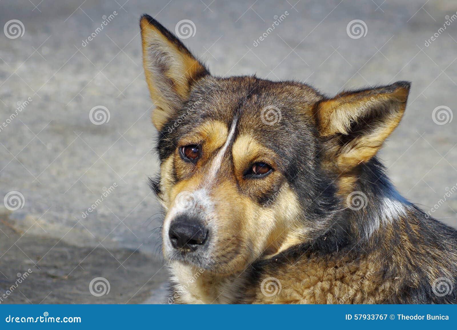 Portrait of Dog. Expressive Look Stock Image - Image of canis ...