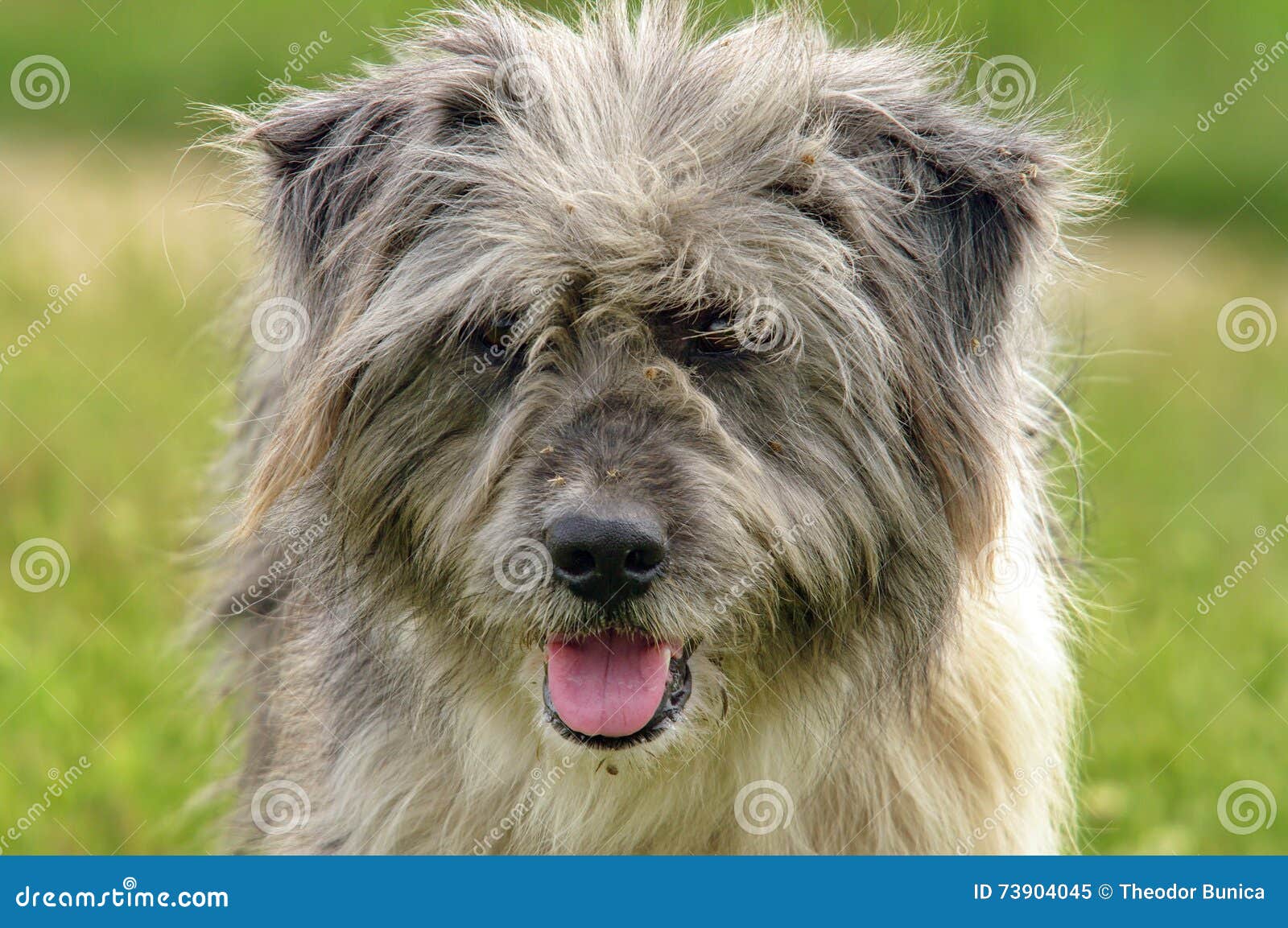 Docile Stray Stock Photos - Free & Royalty-Free Stock Photos from ...