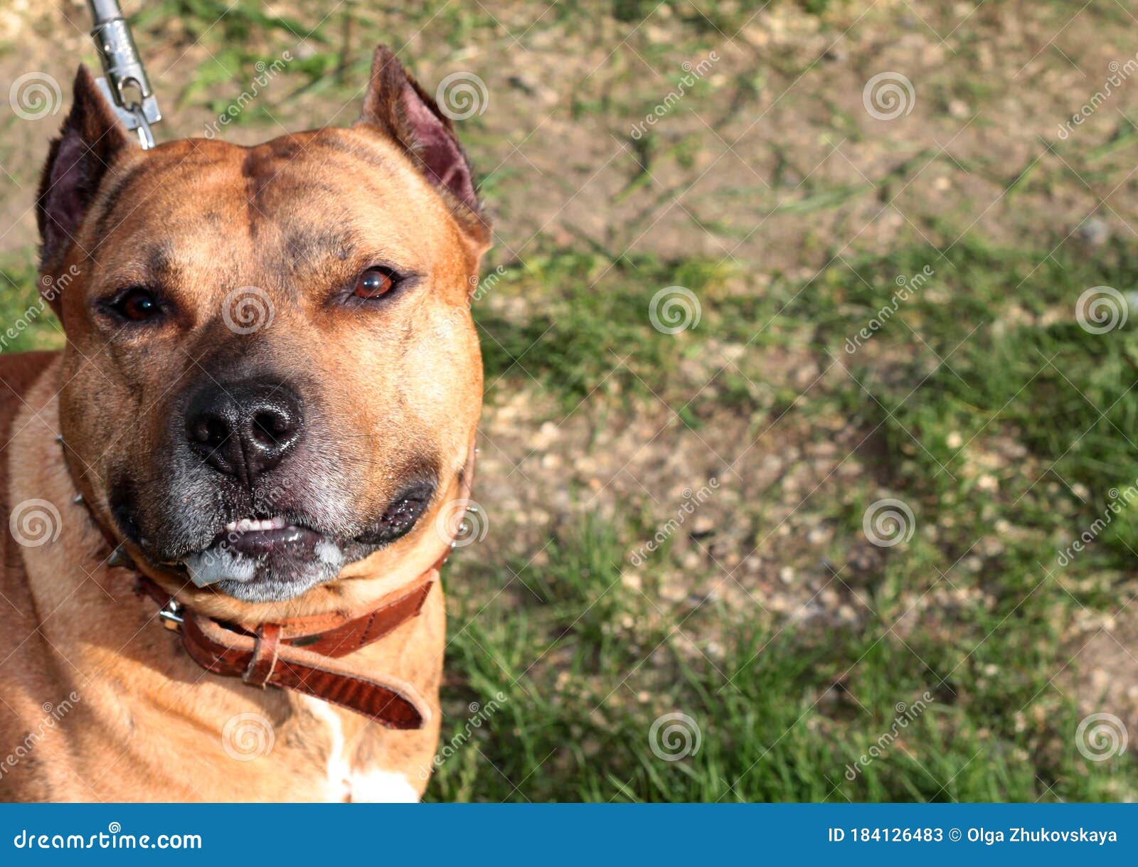 Portrait of a Dog. Face of a Pit Bull Terrier Stock Image - Image of ...