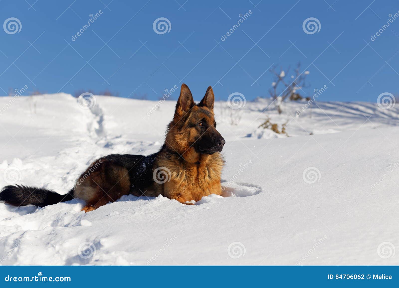 Portrait of a Dog German Shepherd in the Snow Stock Photo - Image of ...